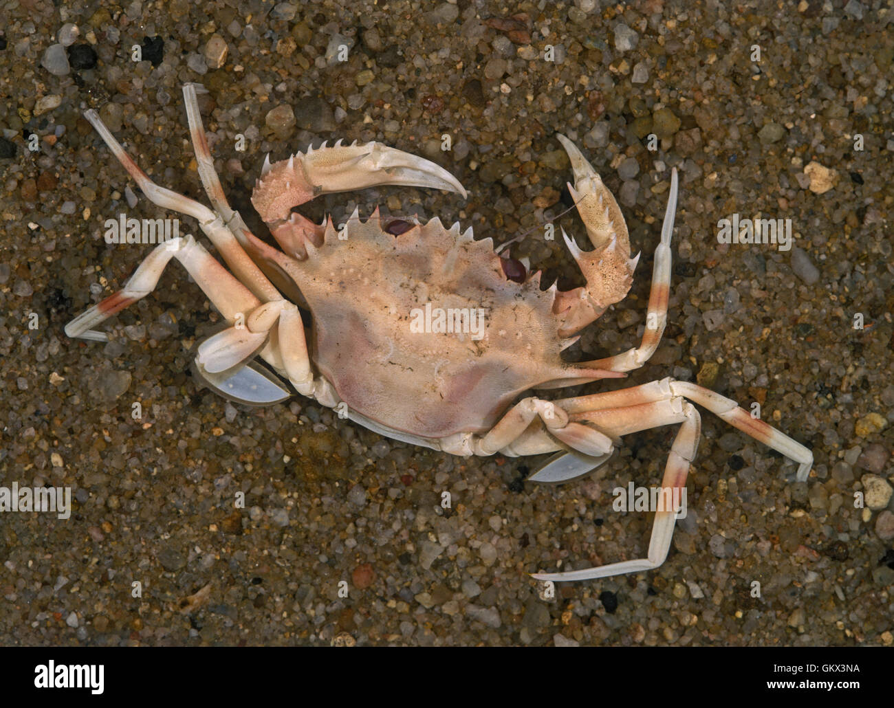 Deep Sea Swimming Crab High Resolution Stock Photography and Images - Alamy