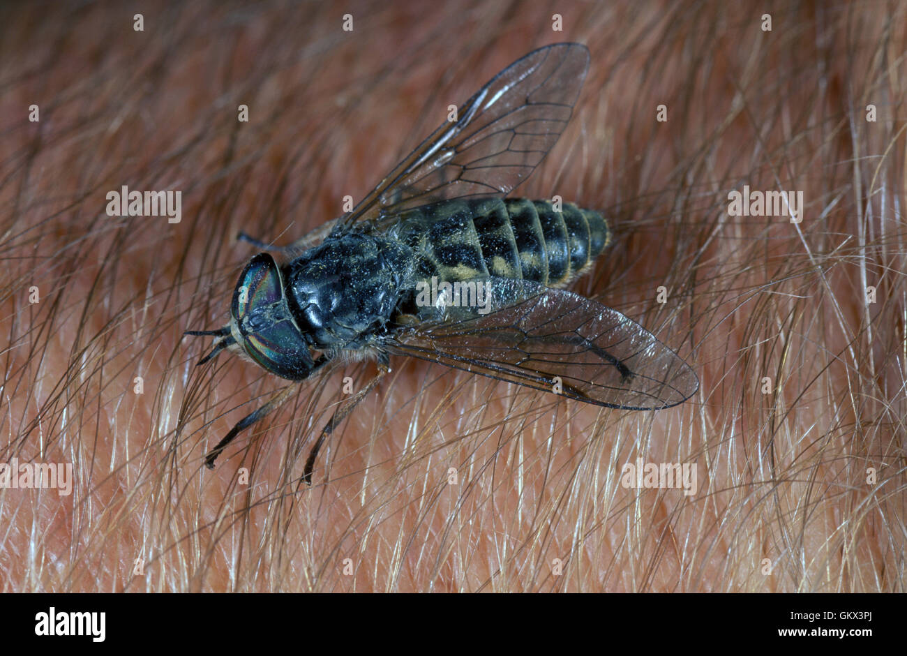 The Human Fly High Resolution Stock Photography and Images - Alamy