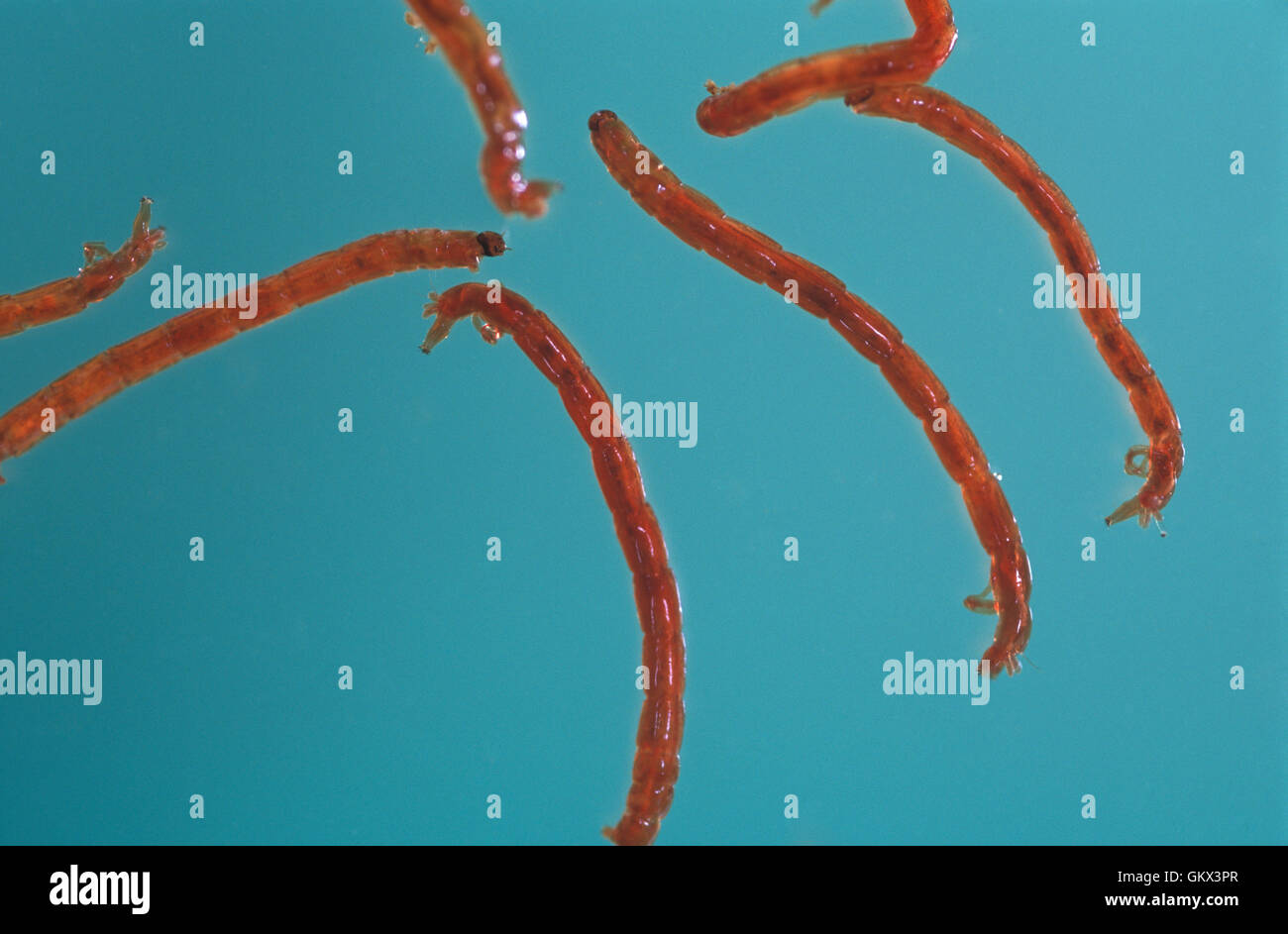 Diptera Larvae High Resolution Stock Photography and Images - Alamy
