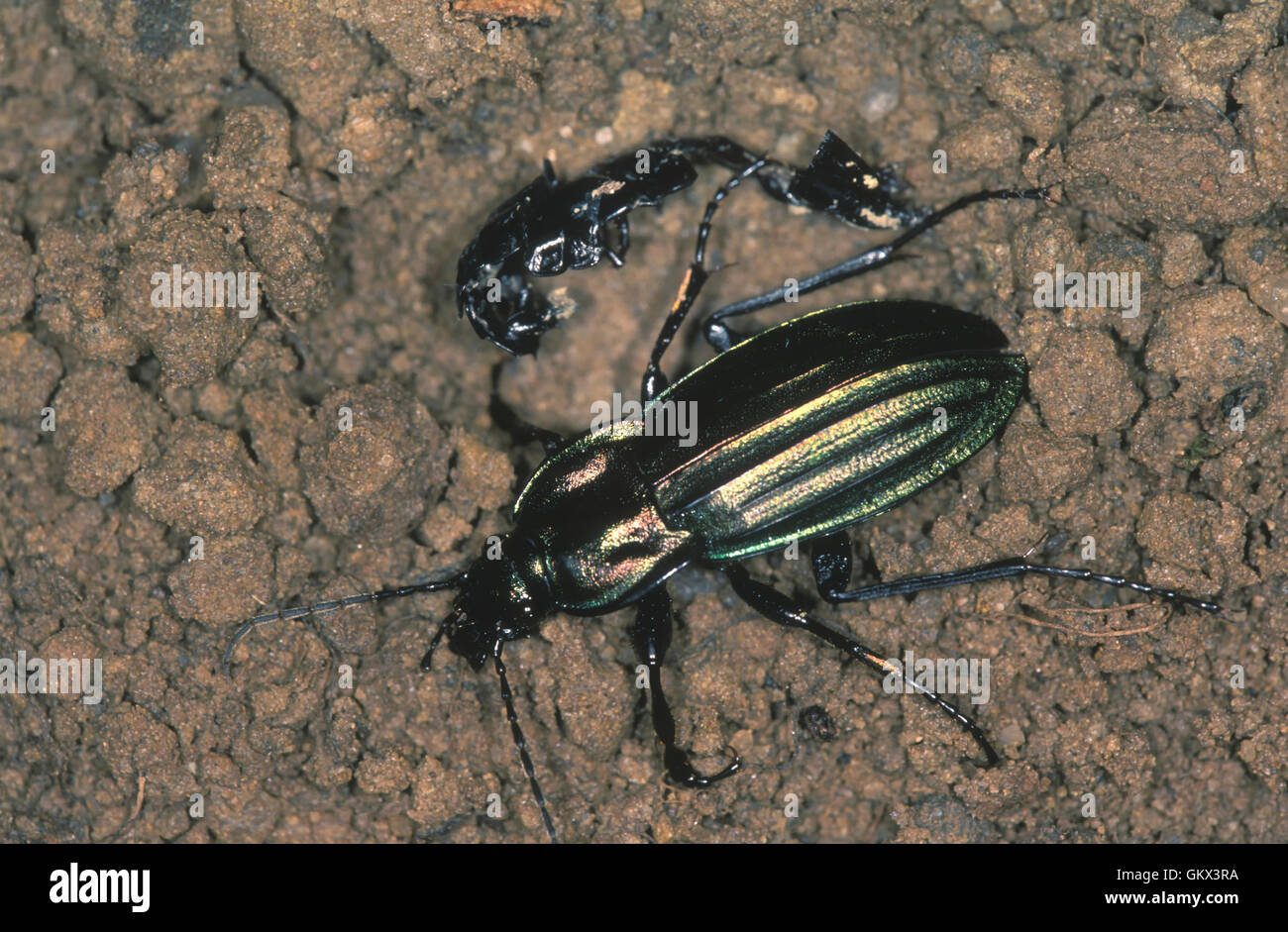 Adult Insects High Resolution Stock Photography and Images - Alamy