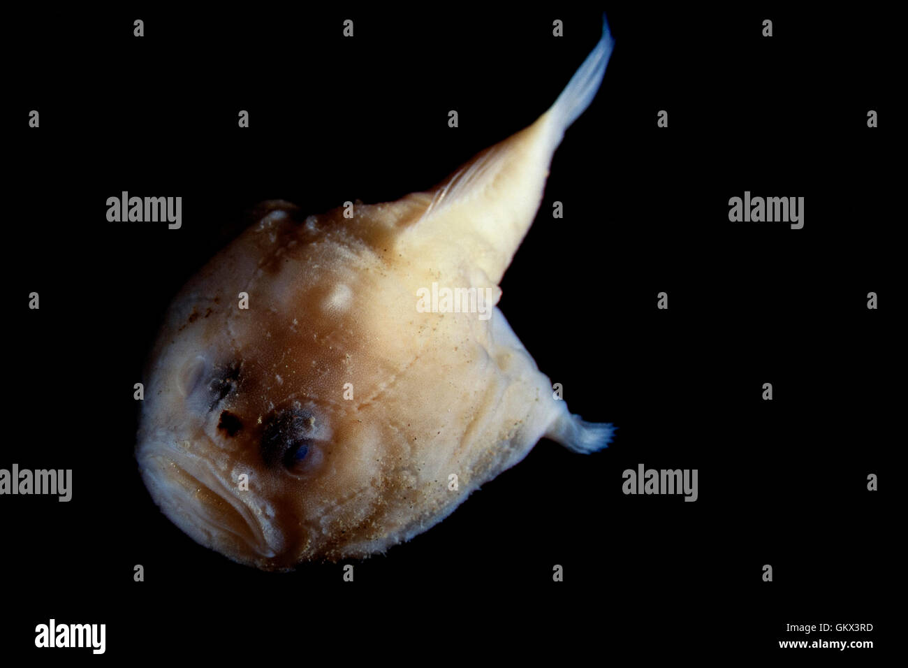 Anglerfish Deep Sea High Resolution Stock Photography and Images - Alamy