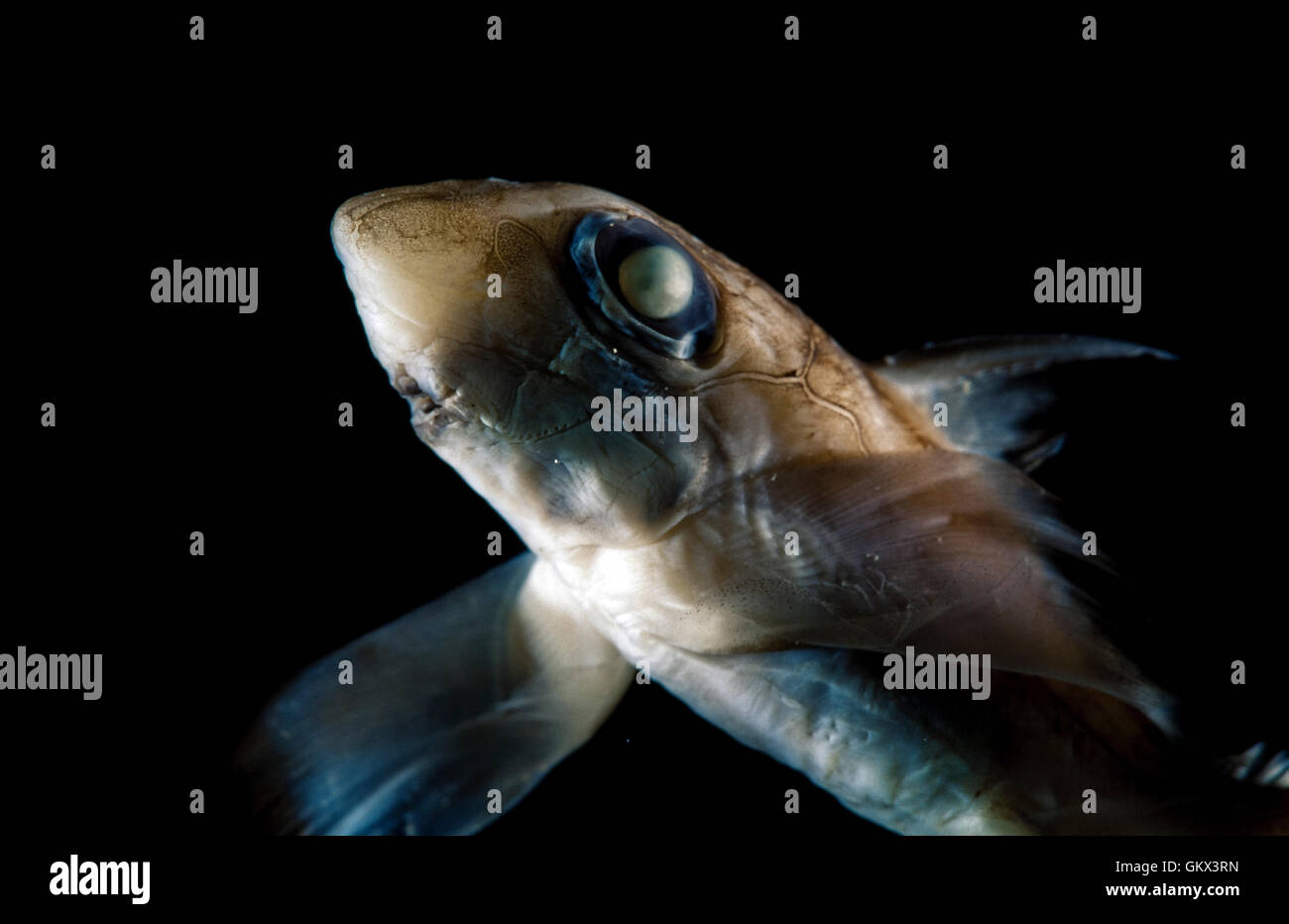 Chimaera Or Ratfish High Resolution Stock Photography and Images - Alamy