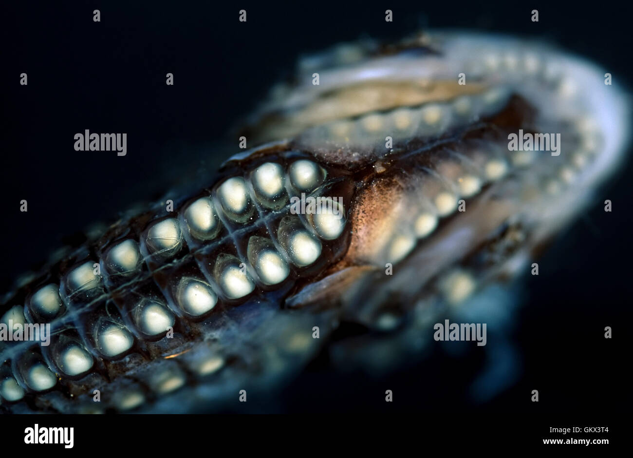 Bioluminescent Organs Stock Photos & Bioluminescent Organs Stock Images ...