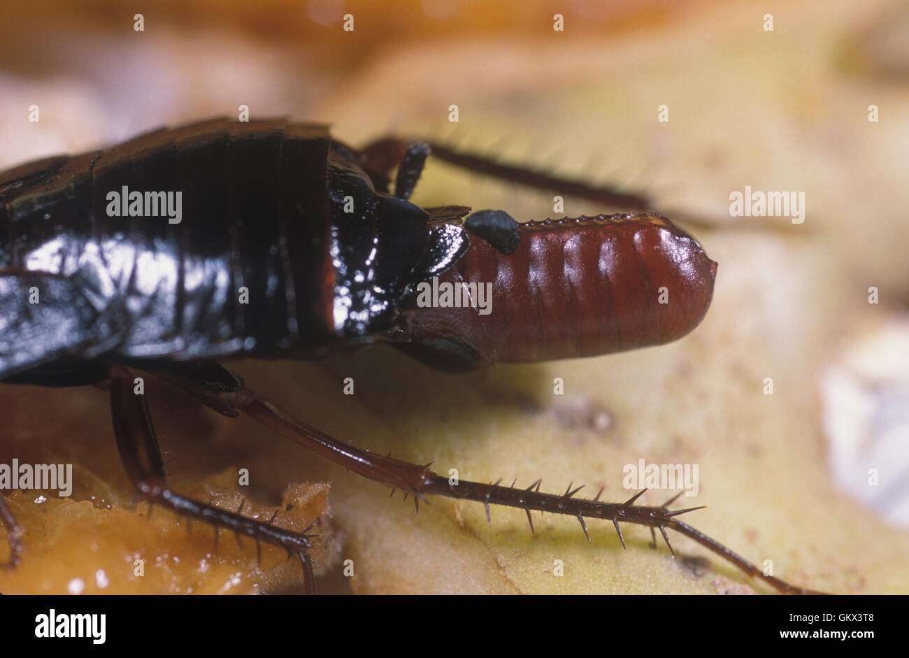 Cockroach Egg High Resolution Stock Photography and Images - Alamy