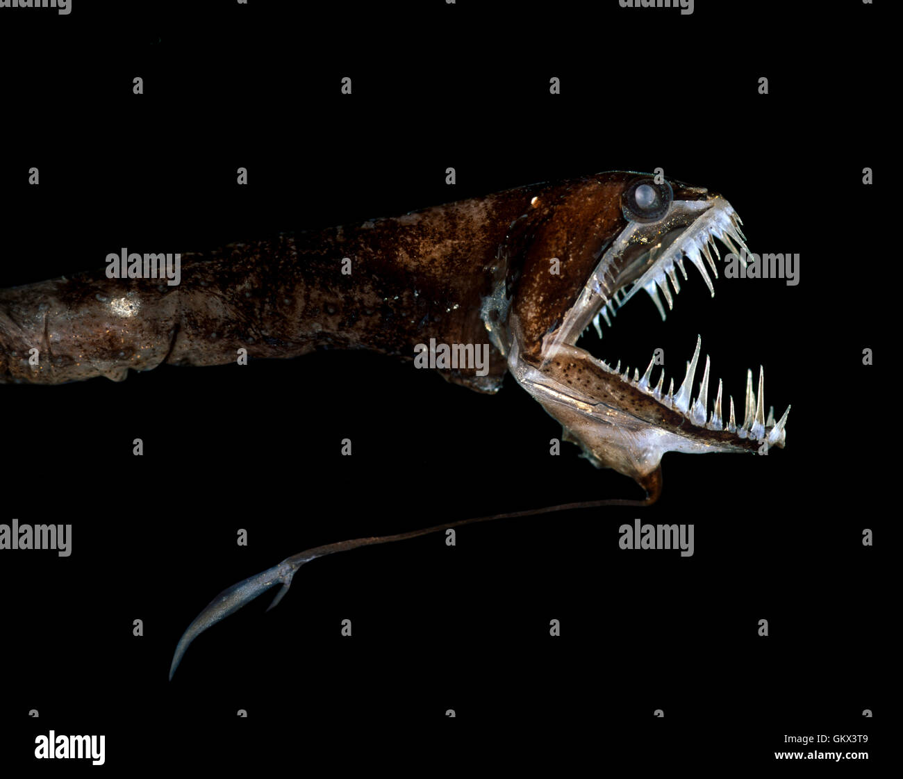 Barbeled Dragonfishes High Resolution Stock Photography and Images - Alamy