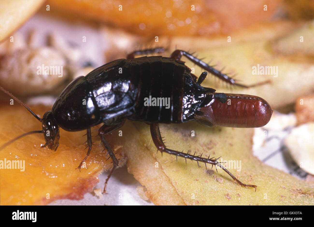 Cockroach Egg High Resolution Stock Photography and Images - Alamy