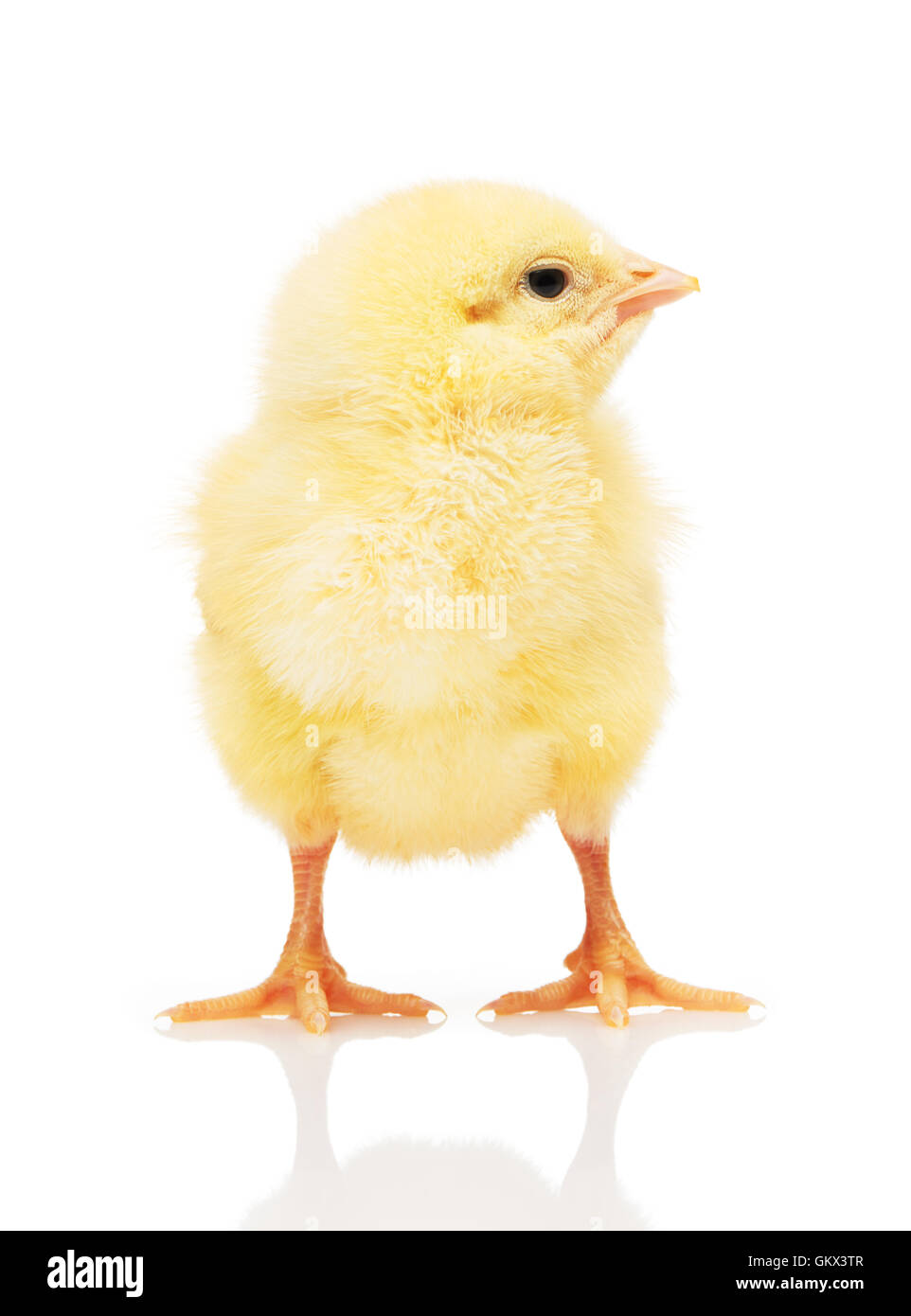 Small yellow chicken isolated on white background Stock Photo - Alamy