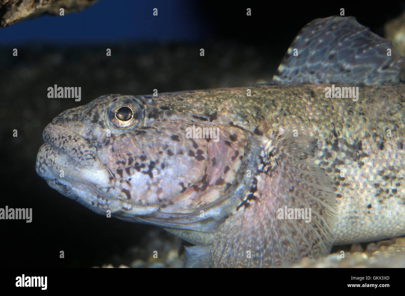 Black Goby Gobius Niger High Resolution Stock Photography and Images ...