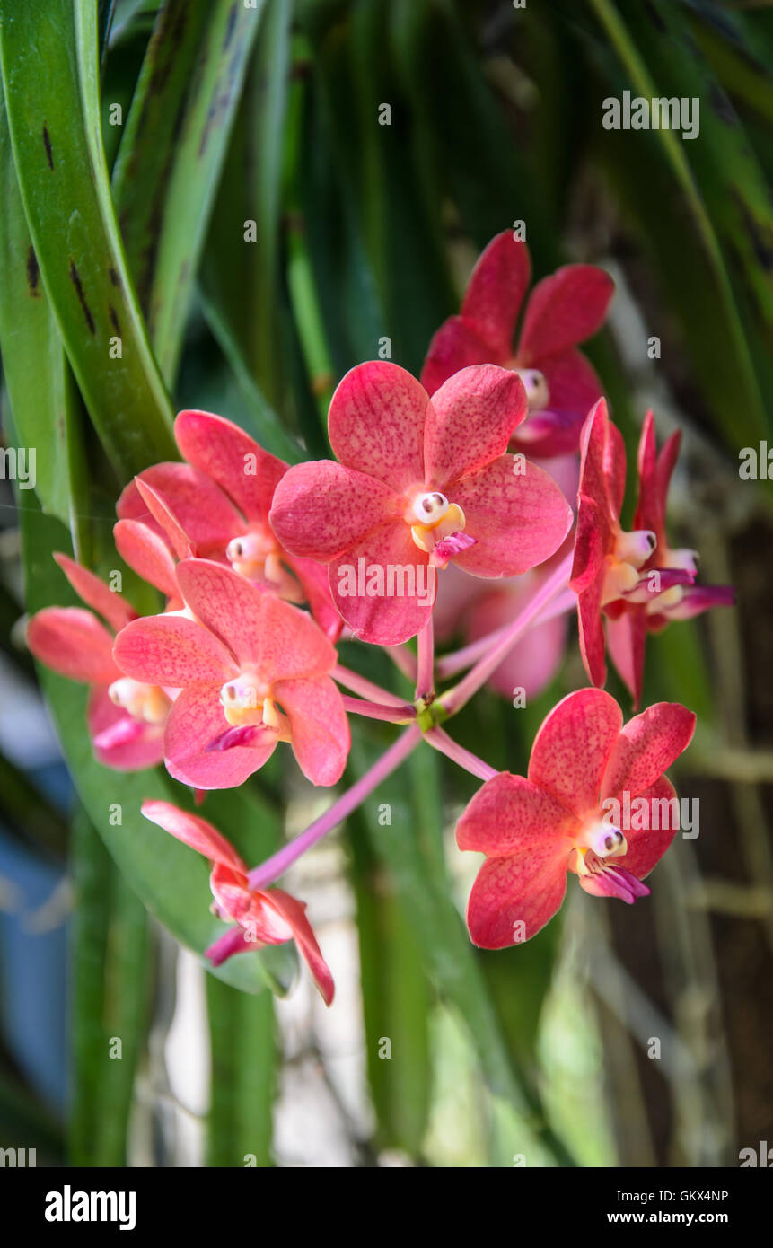 Beautiful red orchids Close up Stock Photo - Alamy