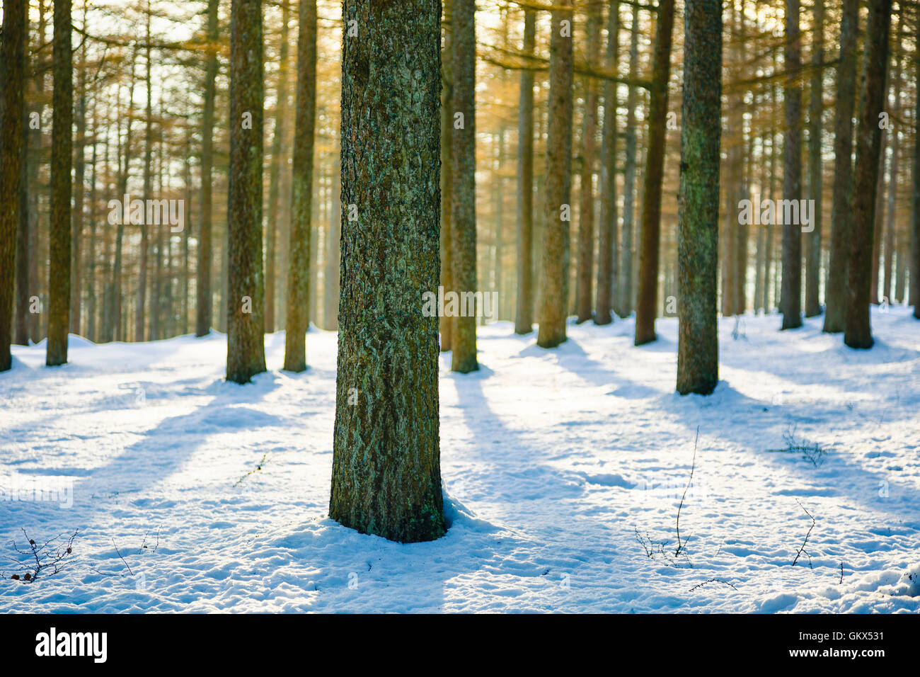Larch tree in winter in hi-res stock photography and images - Alamy