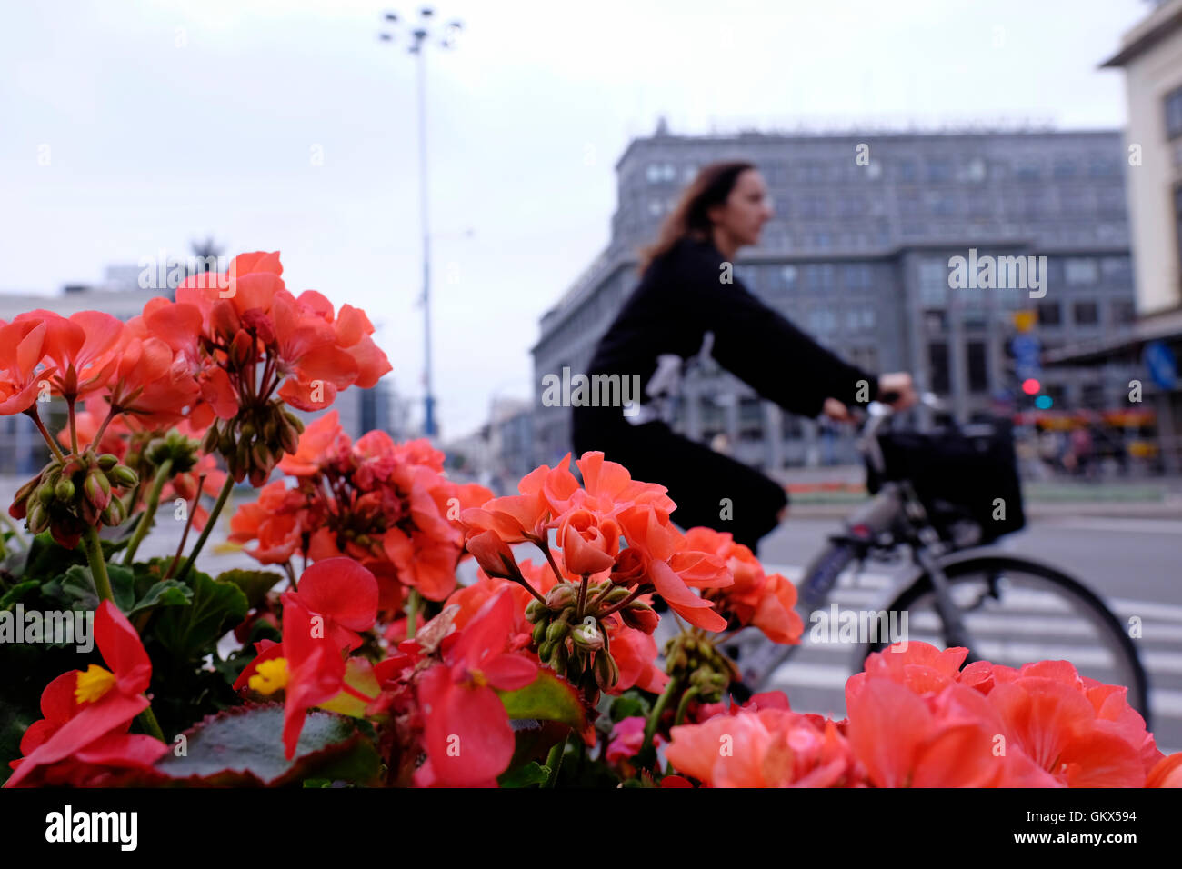 Flowers growing in the street in downtown Warsaw Poland Stock Photo - Alamy