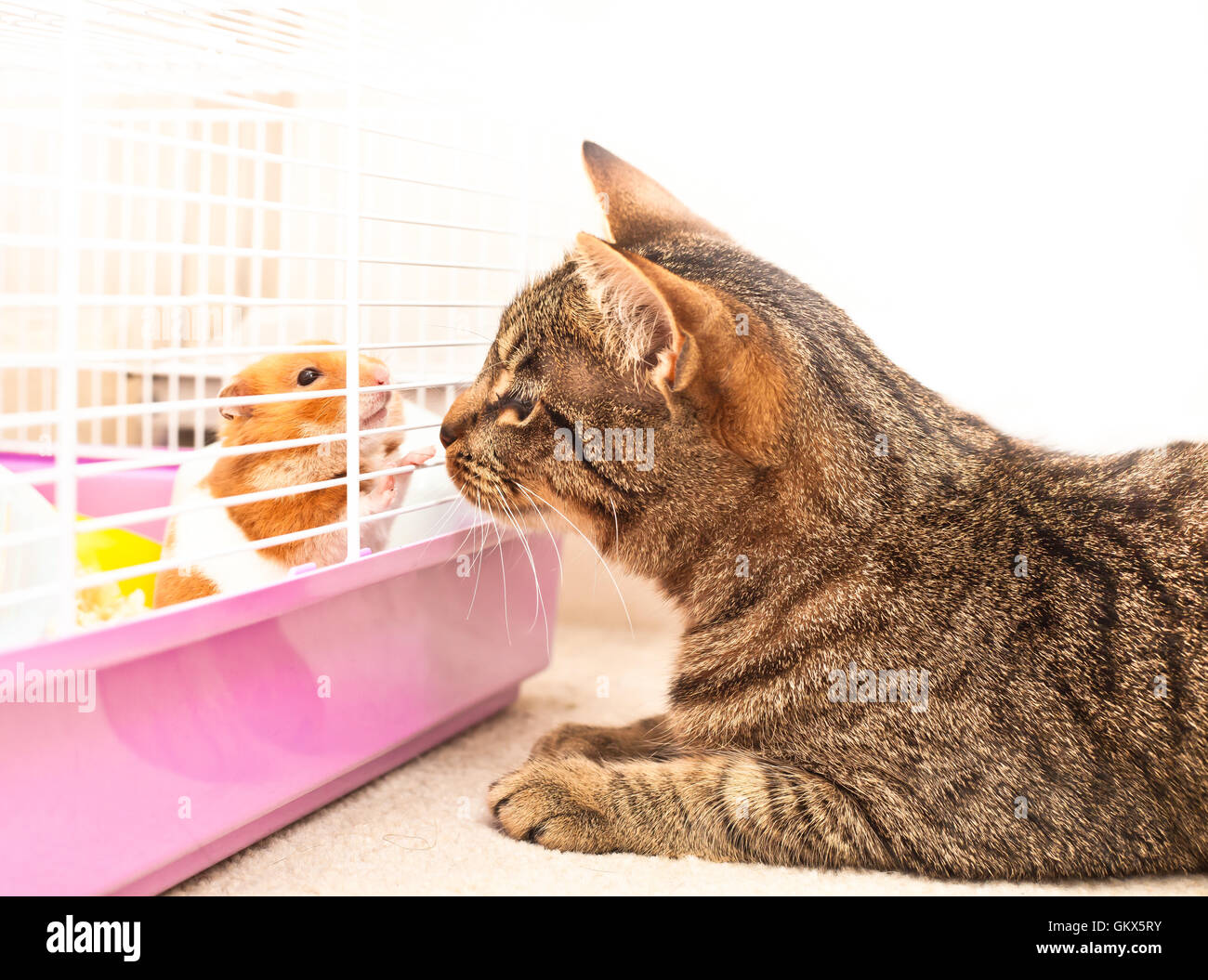 Hamster cage cat hi-res stock photography and images - Alamy