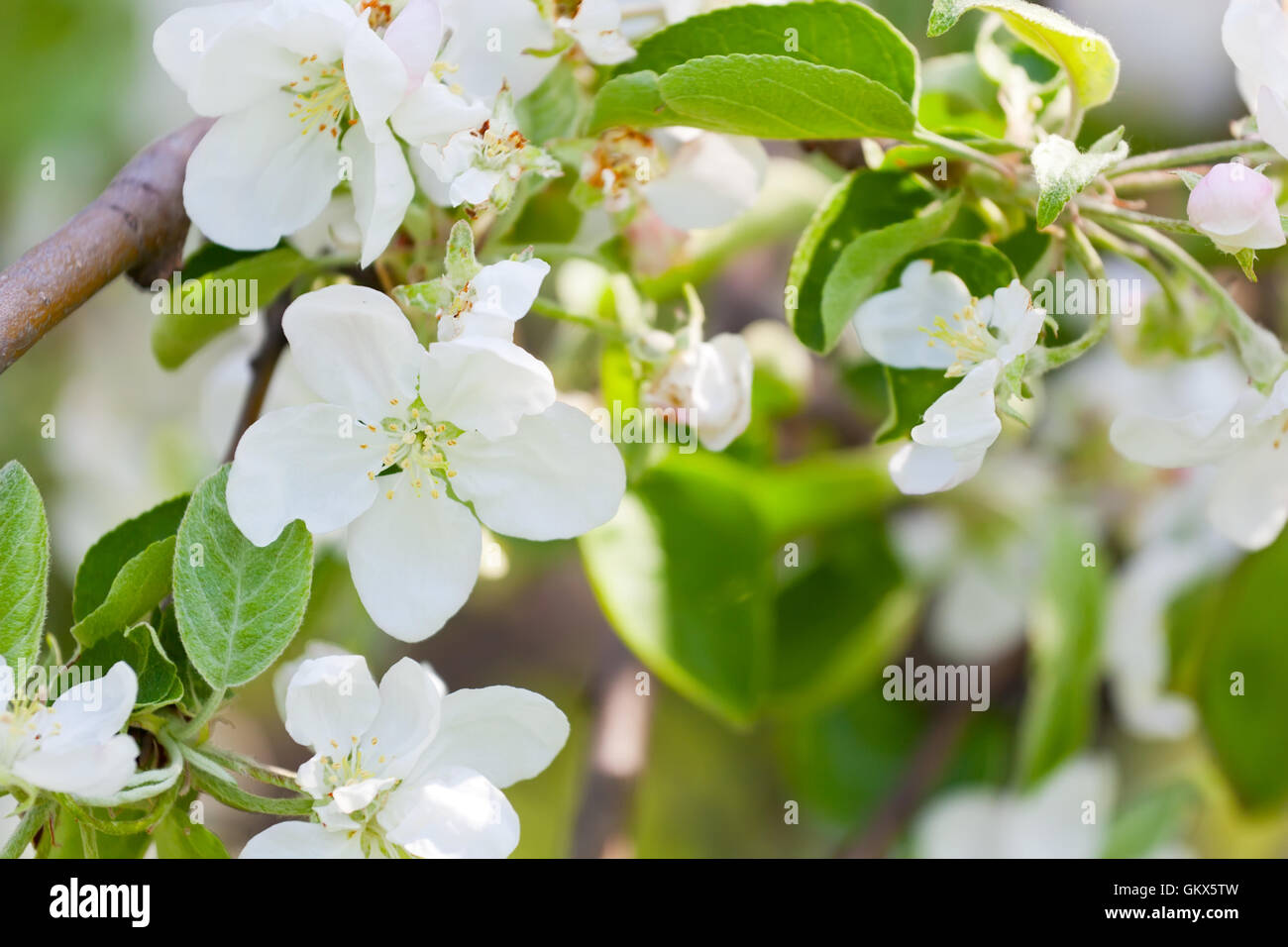 Apple tree in sunlight growing hi-res stock photography and images - Alamy