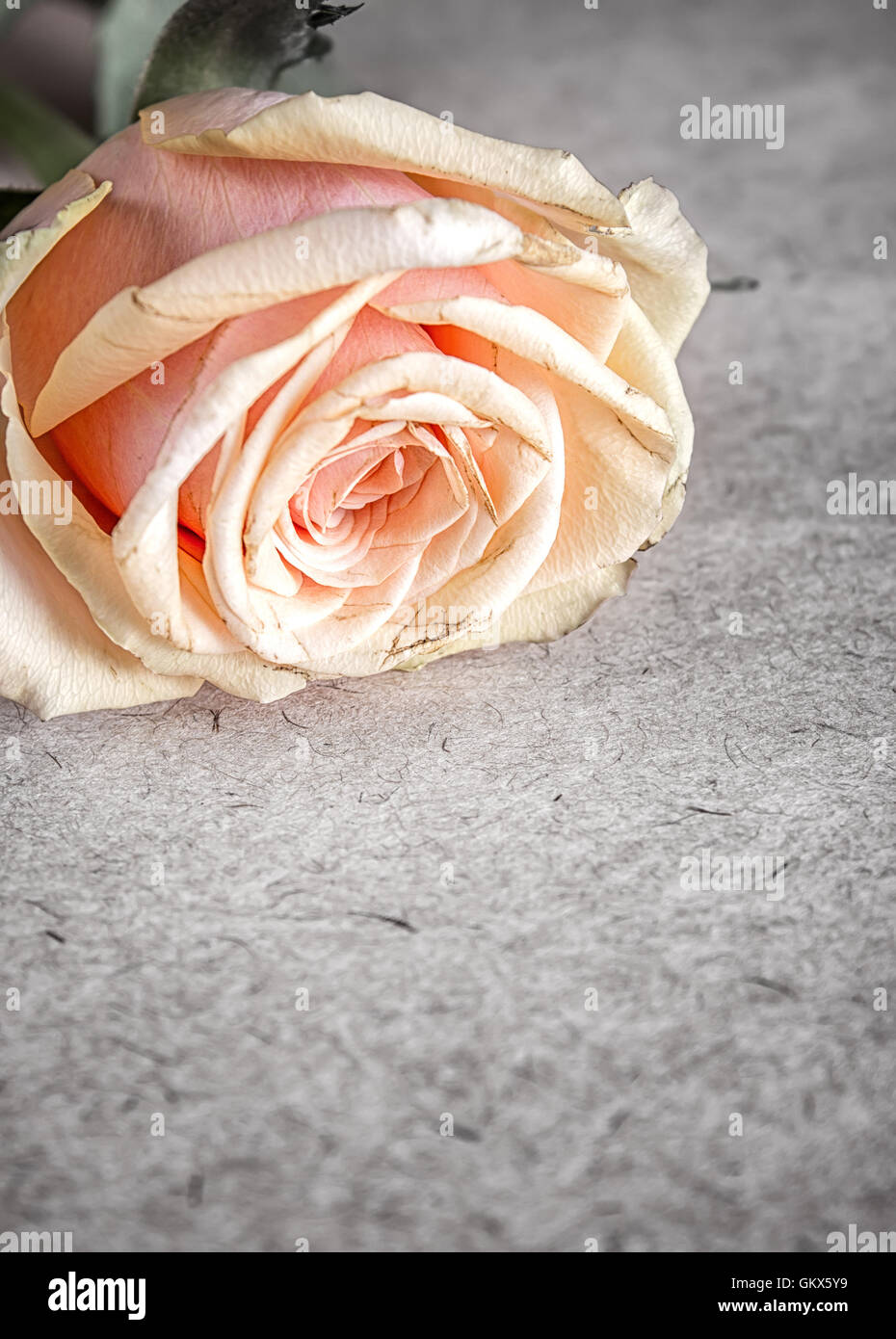 Pink rose on old letter Stock Photo - Alamy