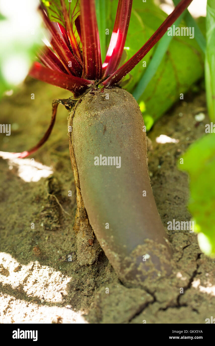 Beetroot head hi-res stock photography and images - Alamy