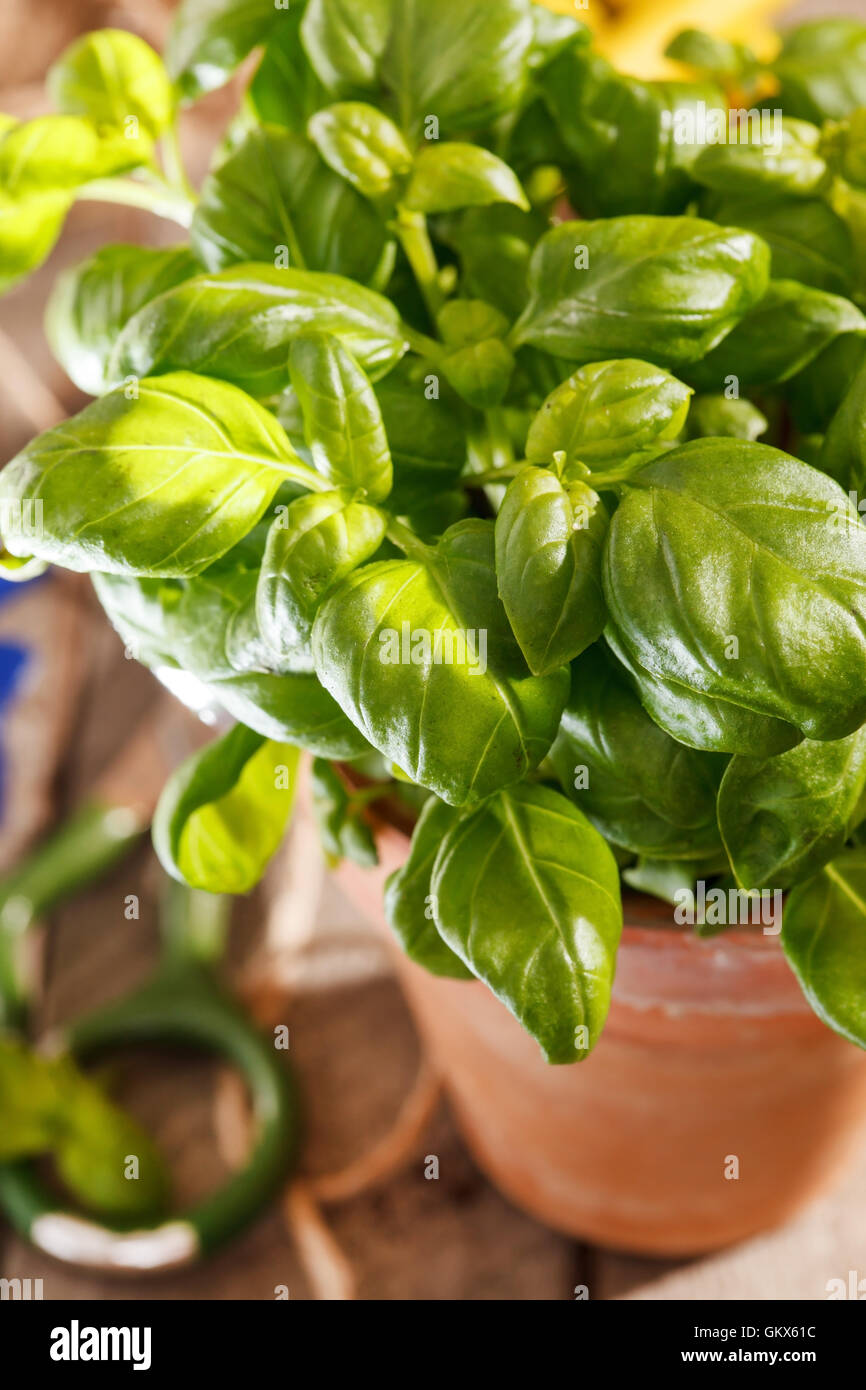 basil in the pot Stock Photo - Alamy