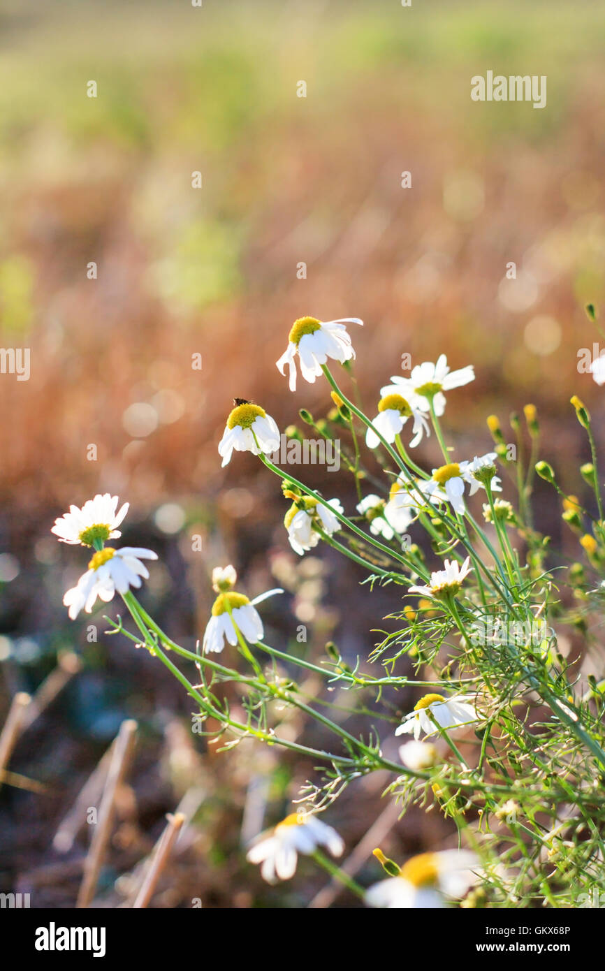 field of daisy Stock Photo - Alamy