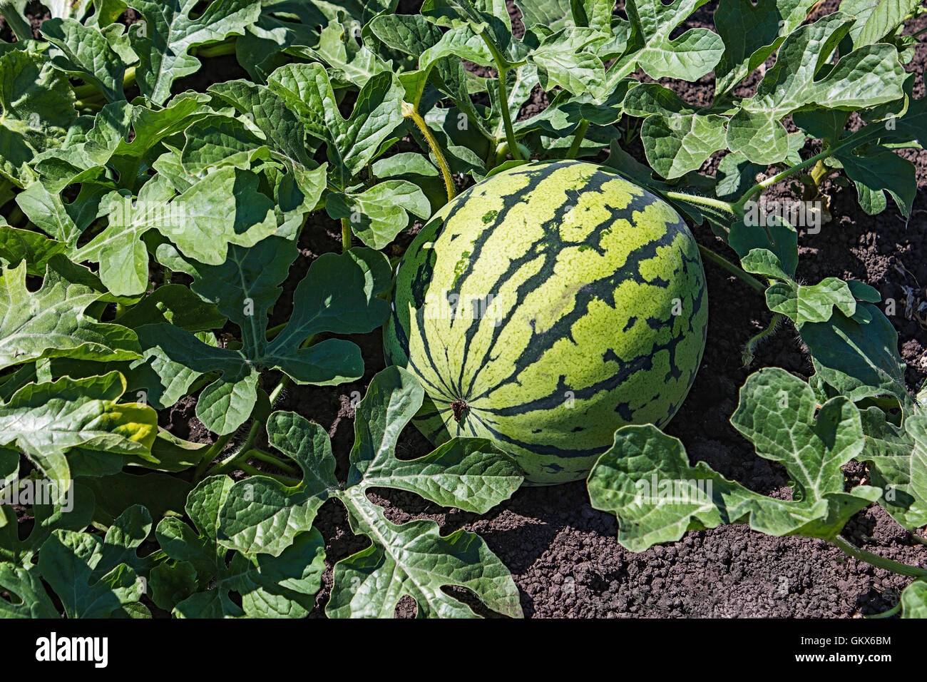 Watermelons on the green melon field Stock Photo - Alamy