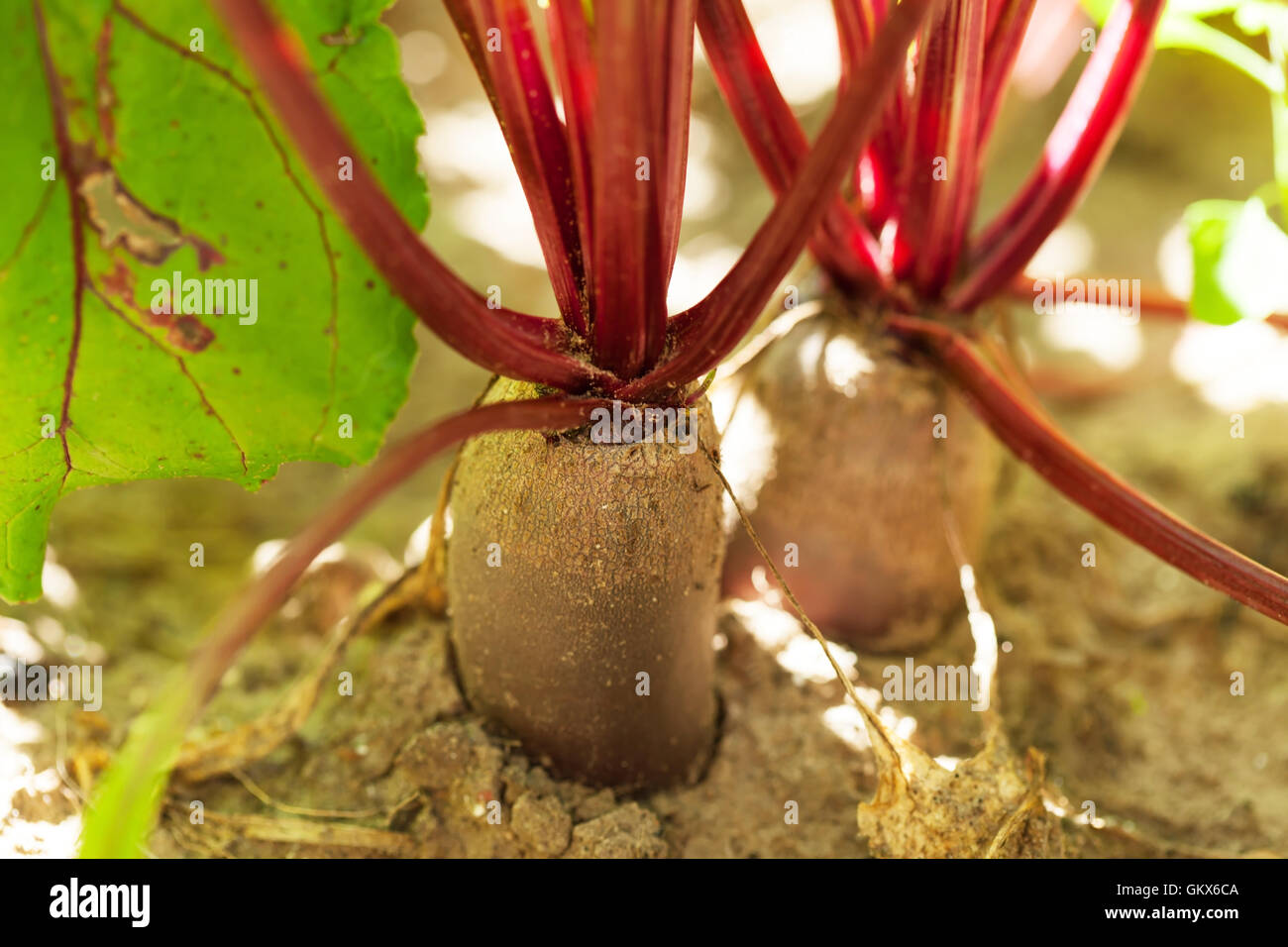 Beetroot head hi-res stock photography and images - Alamy