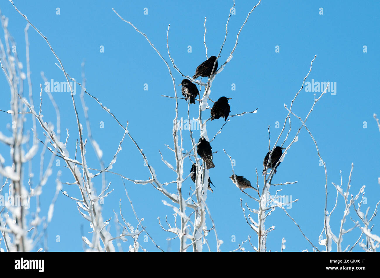 Birds in an icy tree Stock Photo - Alamy