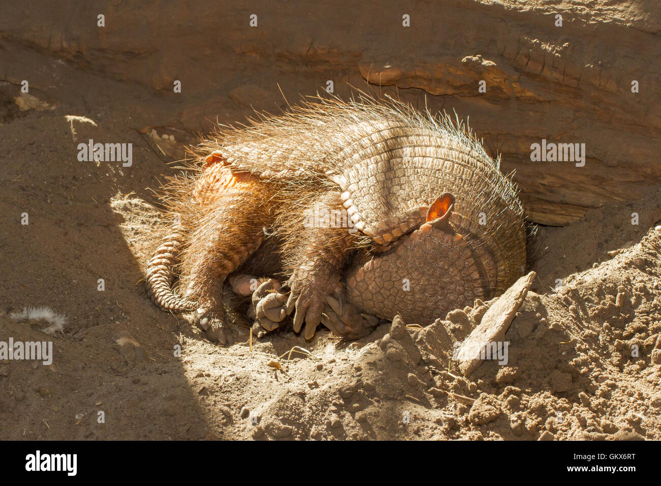 Sleeping armadillo (Chaetophractus villosus Stock Photo - Alamy