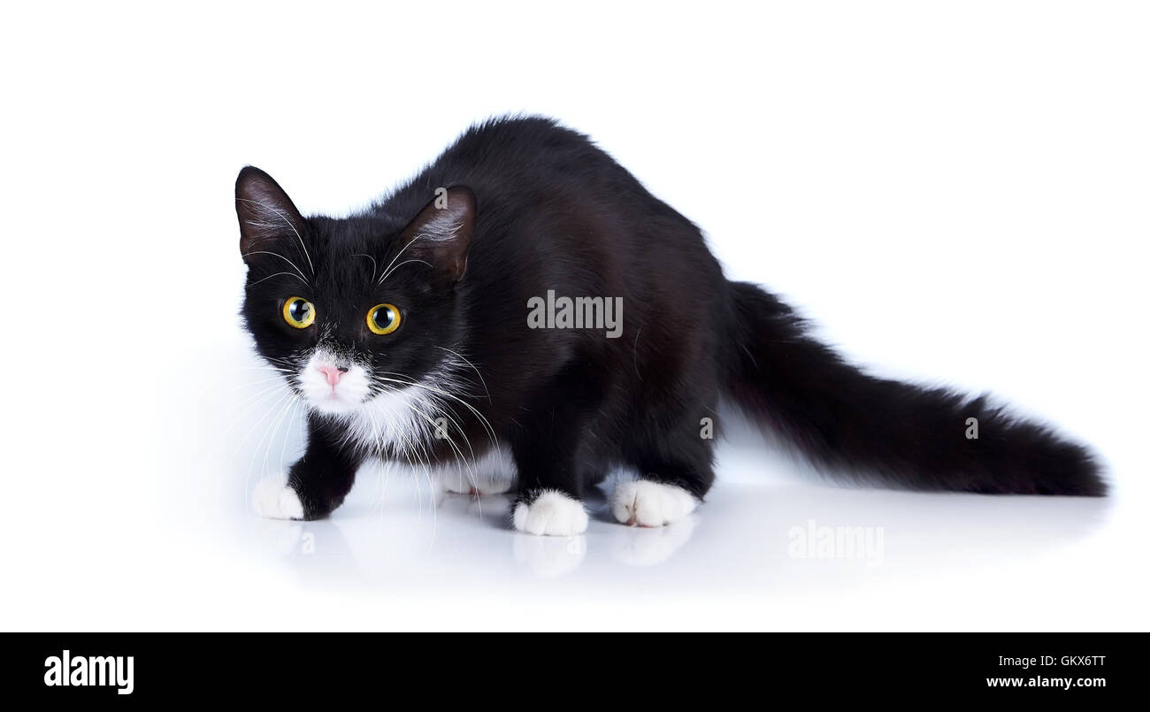 Black-and-white scared cat with yellow eyes Stock Photo - Alamy