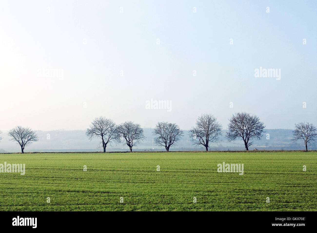 Morning landscape: trees grow along the green field Stock Photo - Alamy