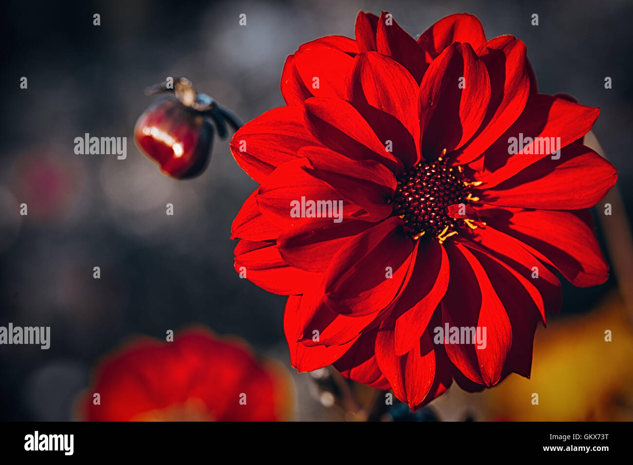 Rojovivo hi-res stock photography and images - Alamy