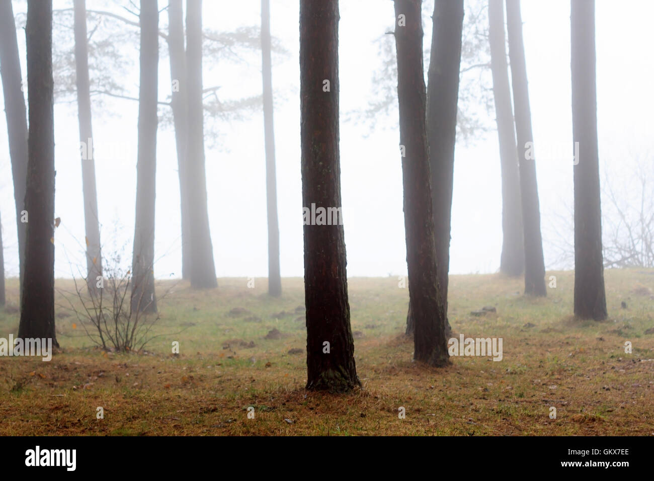 Trees in fog Stock Photo - Alamy