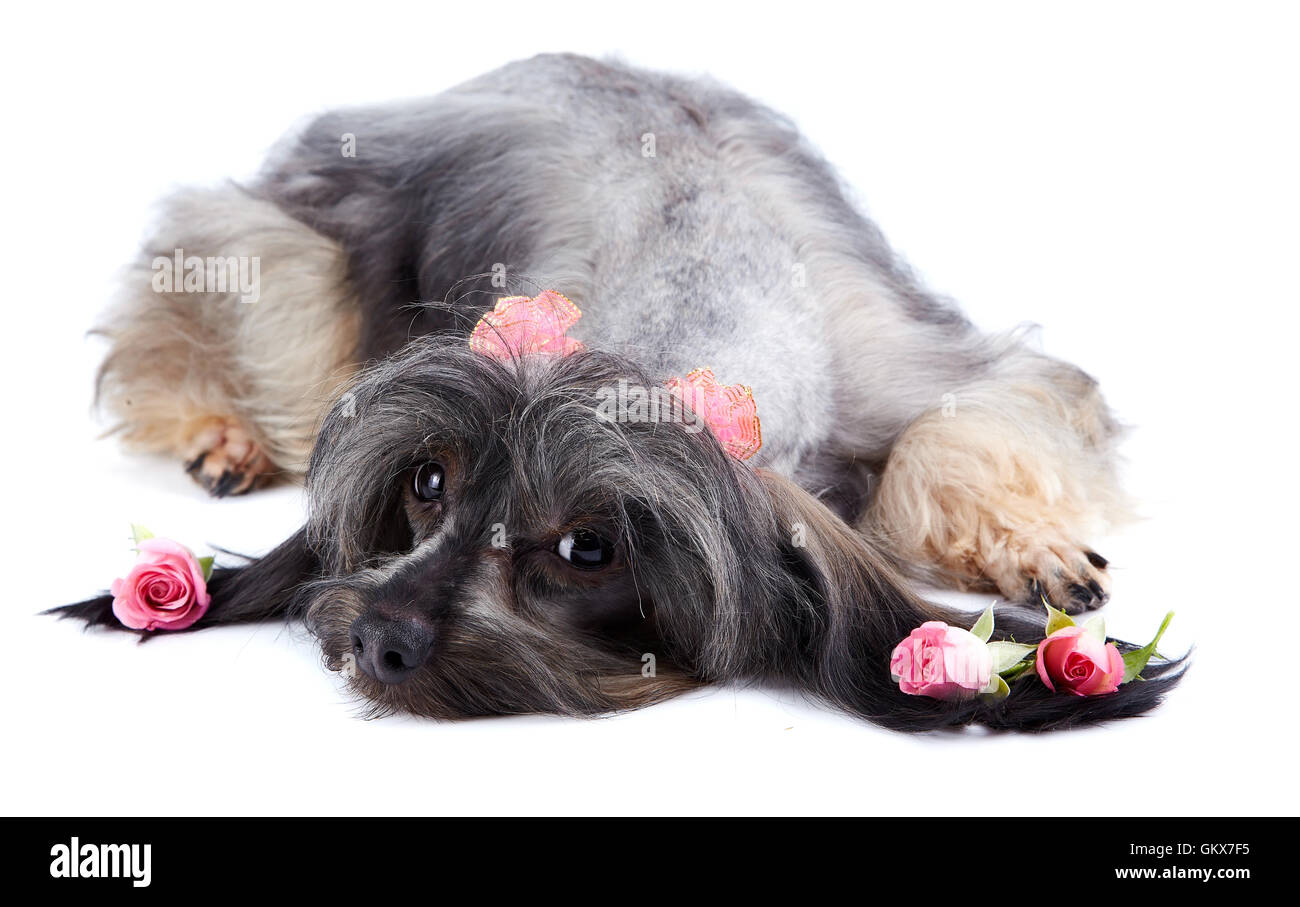 Decorative thoroughbred doggie and roses Stock Photo - Alamy