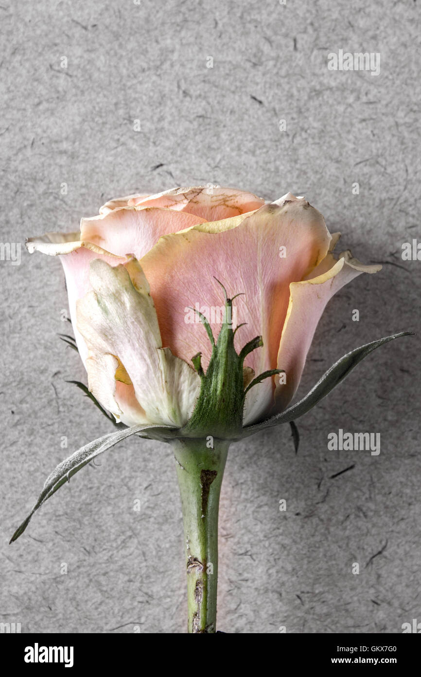 Pink rose on old paper Stock Photo - Alamy