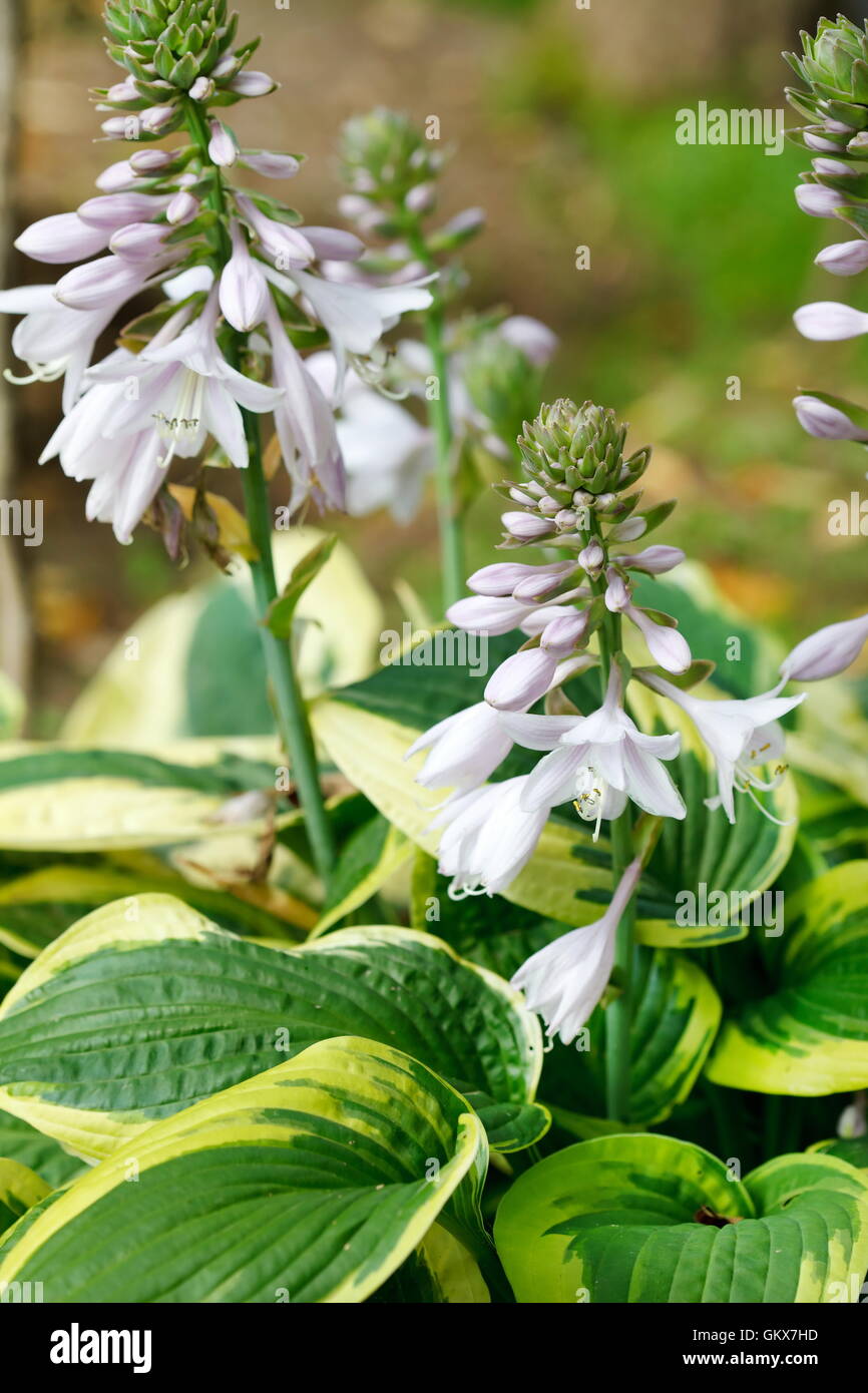 hosta in the garden Stock Photo - Alamy
