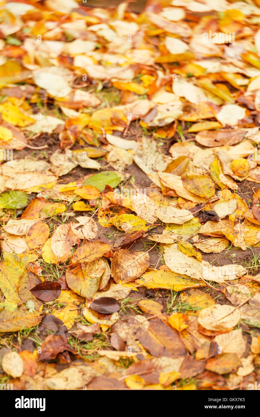autumn leaves on ground for background Stock Photo - Alamy