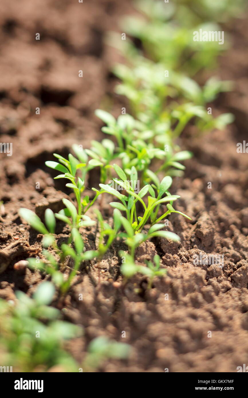 Peppery watercress hi-res stock photography and images - Alamy