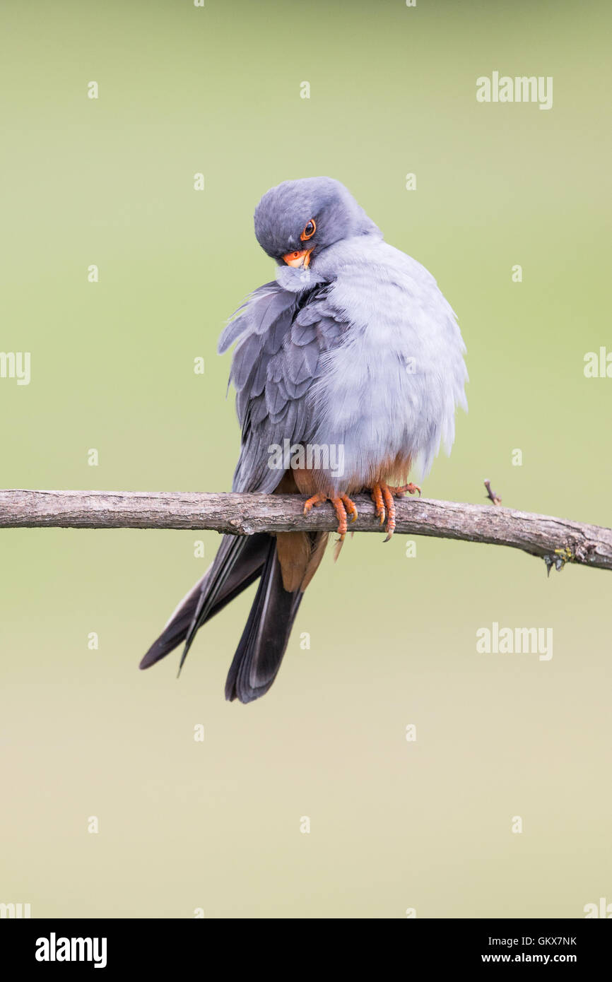 Male preening hi-res stock photography and images - Alamy