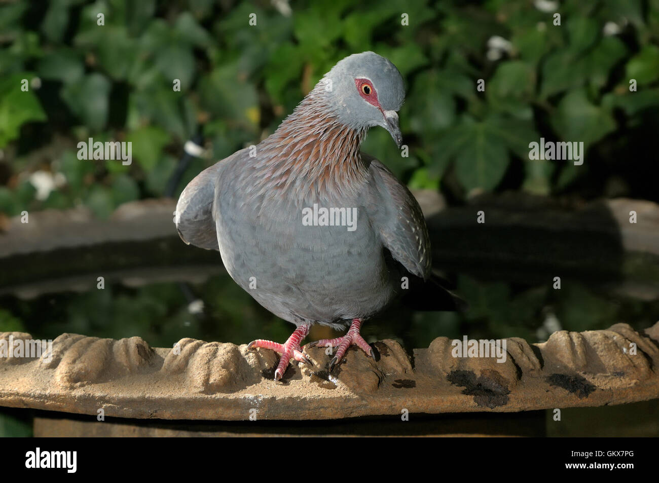Bird feet pigeon hi-res stock photography and images - Alamy
