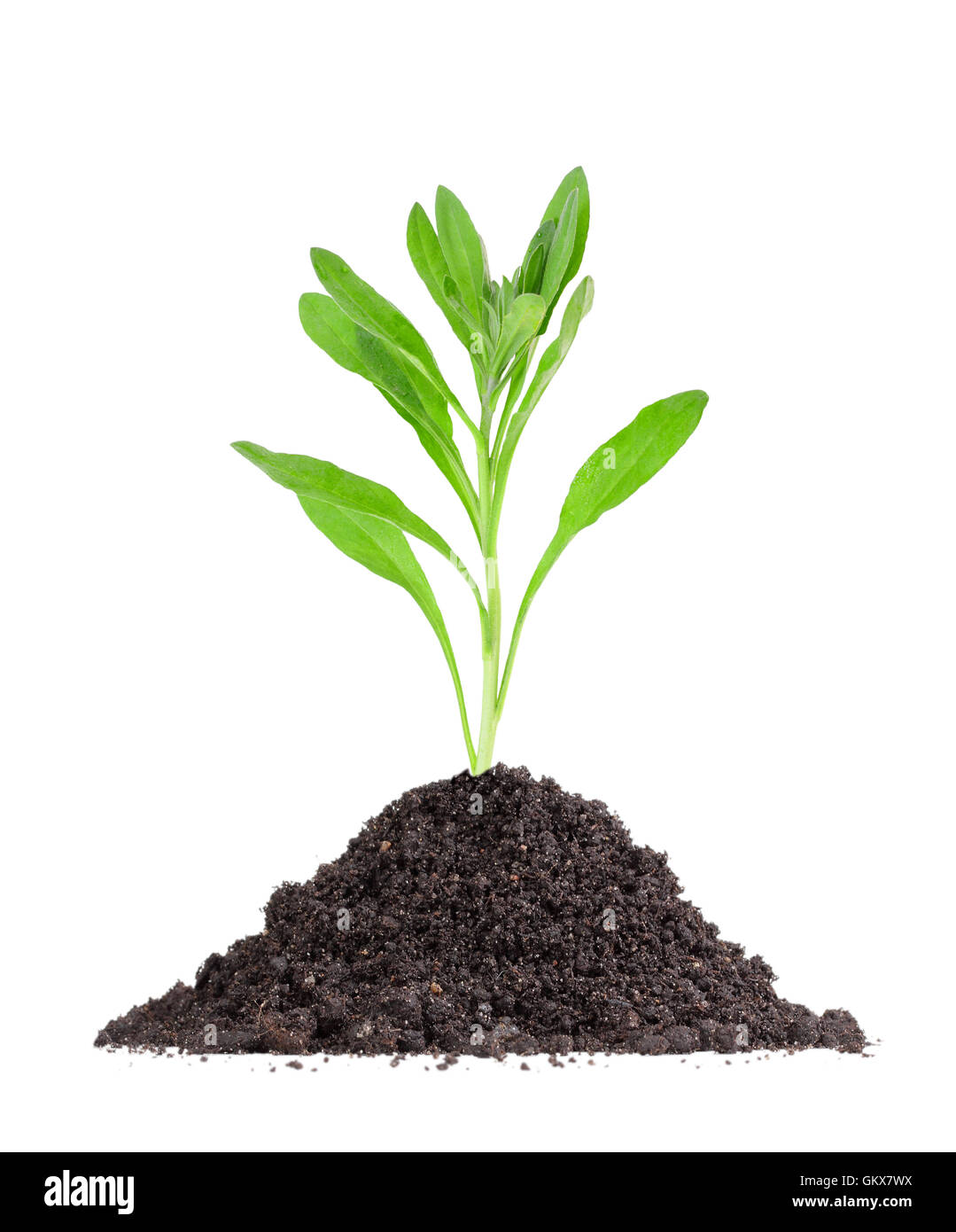 Spring mound Cut Out Stock Images & Pictures - Alamy