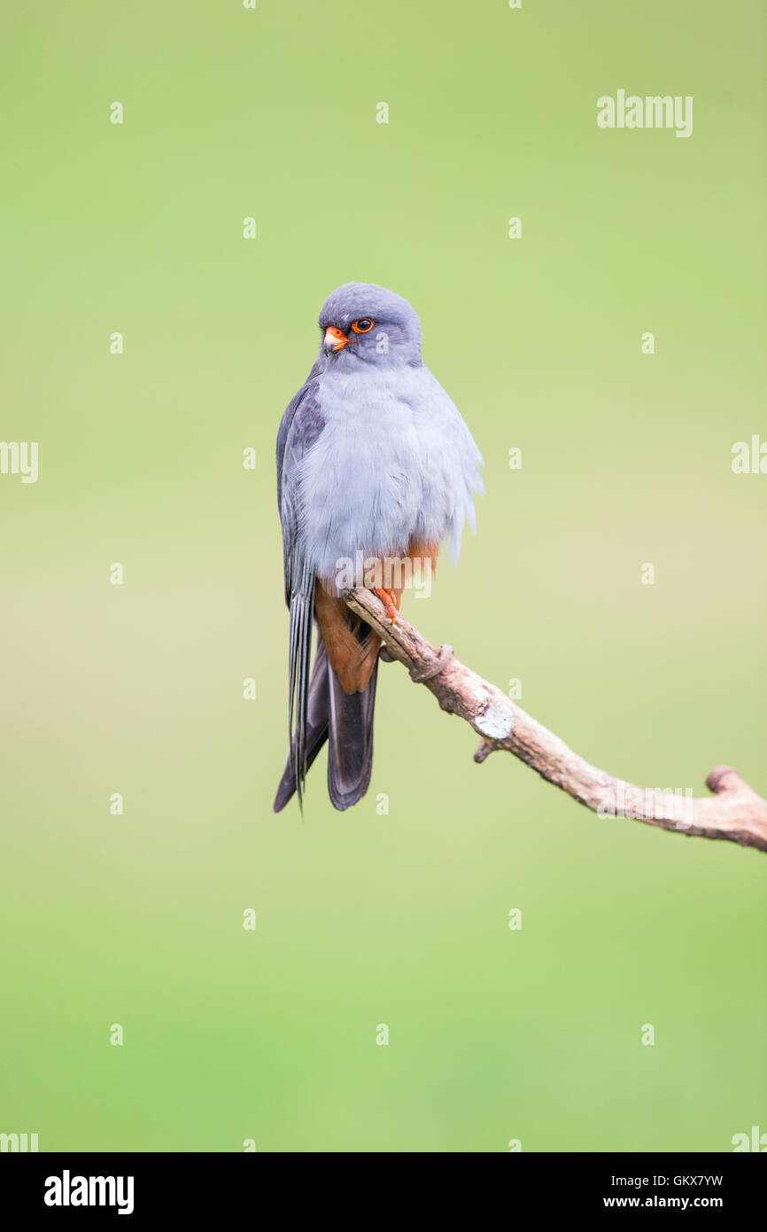 Adult male Red-footed Falcon (Falco vespertinus) perching on a branch ...