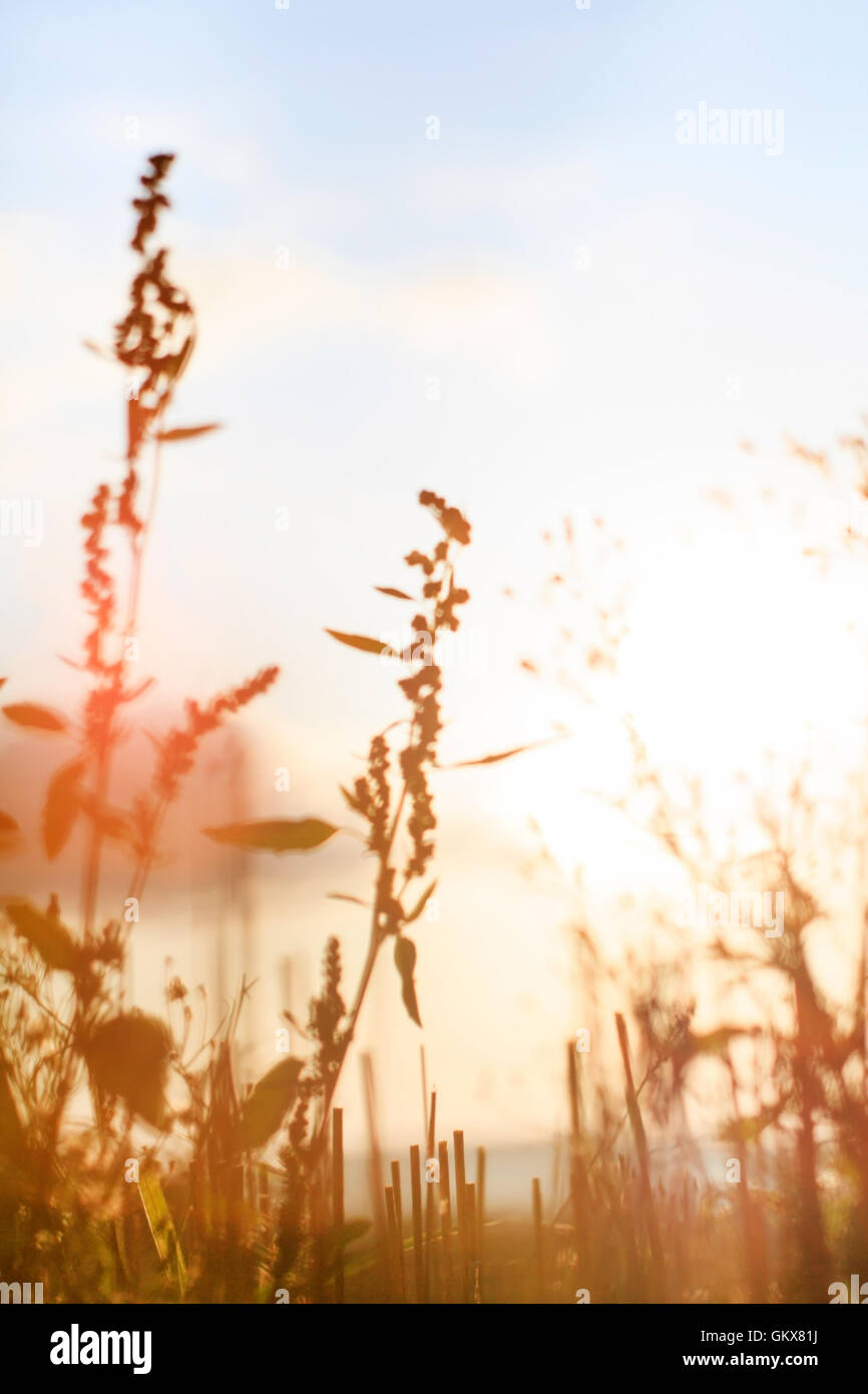 Oats field close up sunset hi-res stock photography and images - Alamy