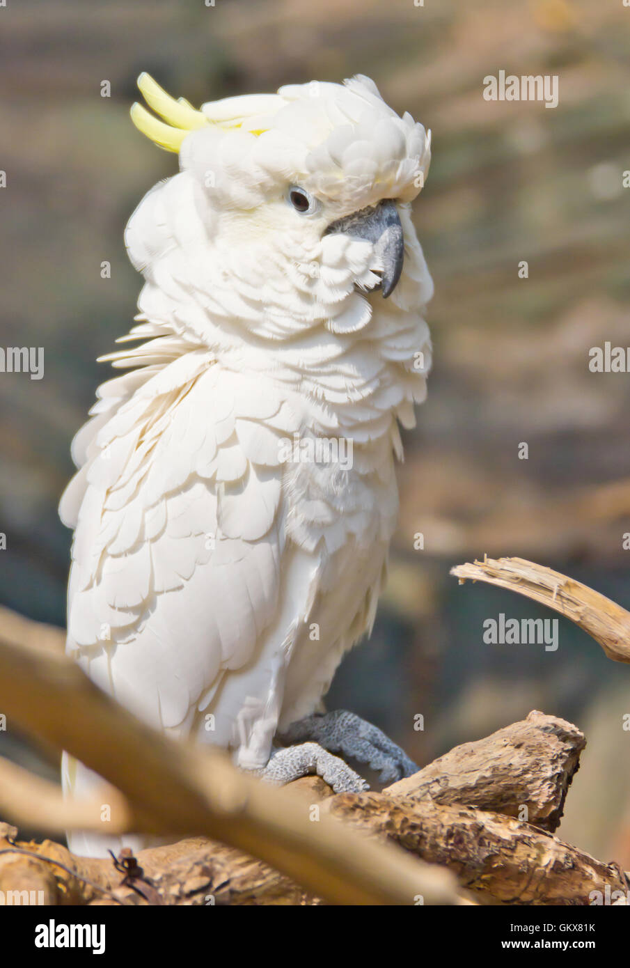 Cockatoo bird pet hi-res stock photography and images - Alamy