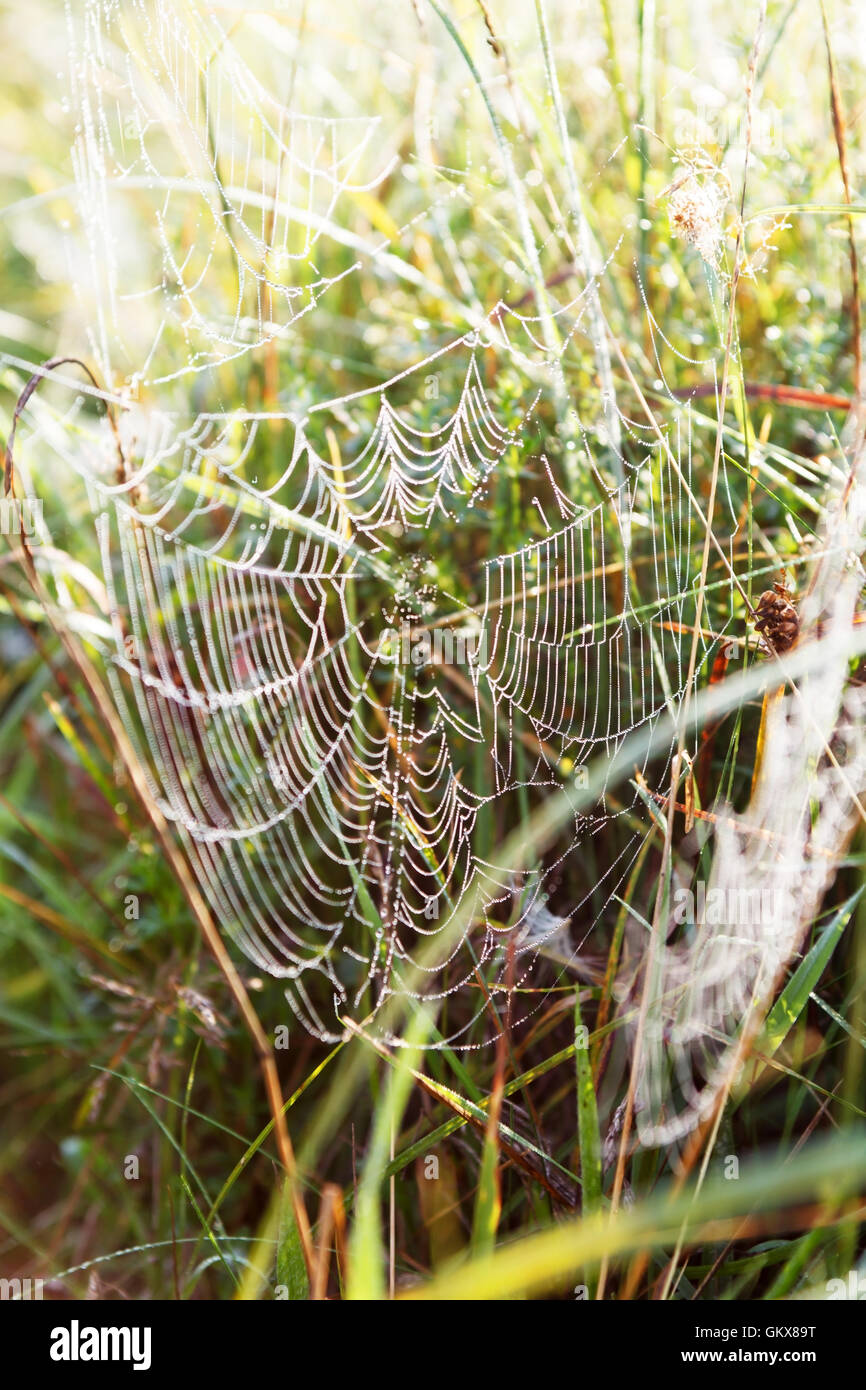 Summer and Cobwebs Stock Photo - Alamy