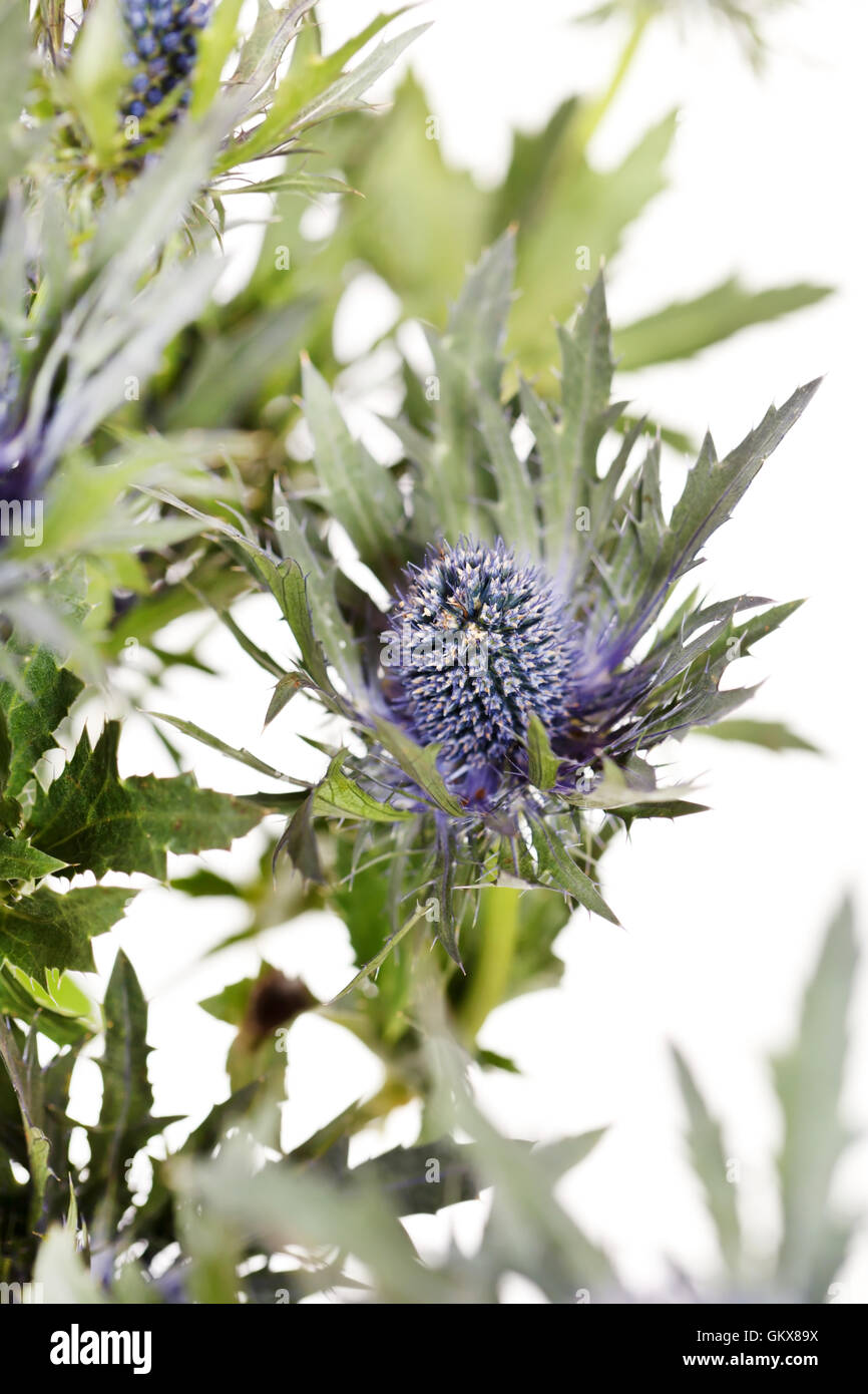 exotic sharp flowers Stock Photo - Alamy