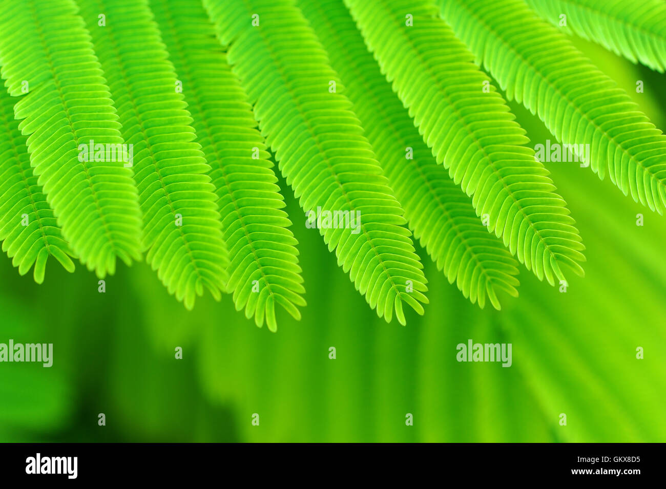 Small acacia plant hi-res stock photography and images - Alamy