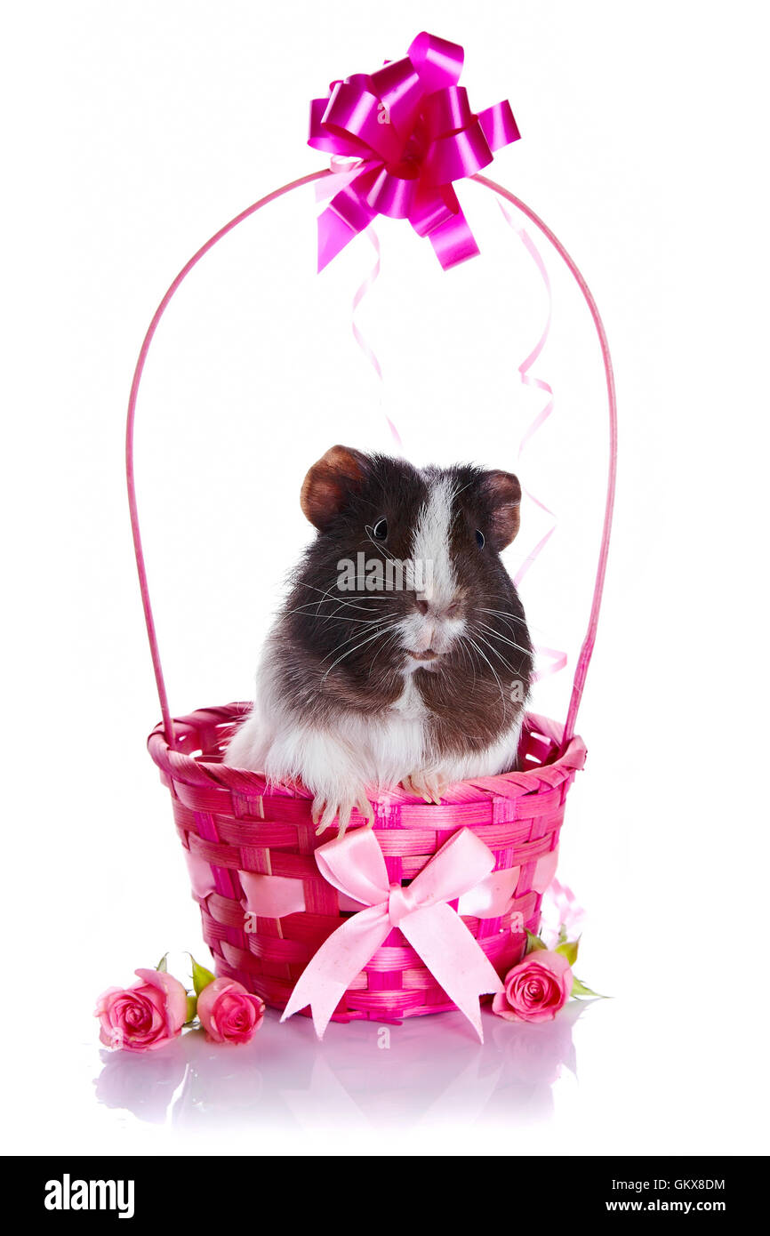 Pink claws Cut Out Stock Images & Pictures - Alamy