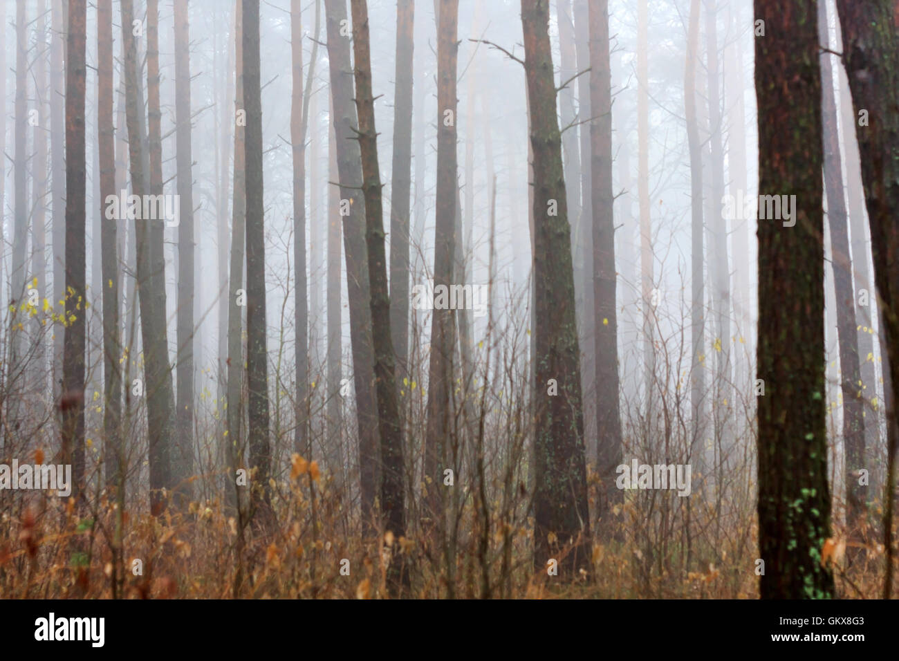Trees in fog Stock Photo - Alamy