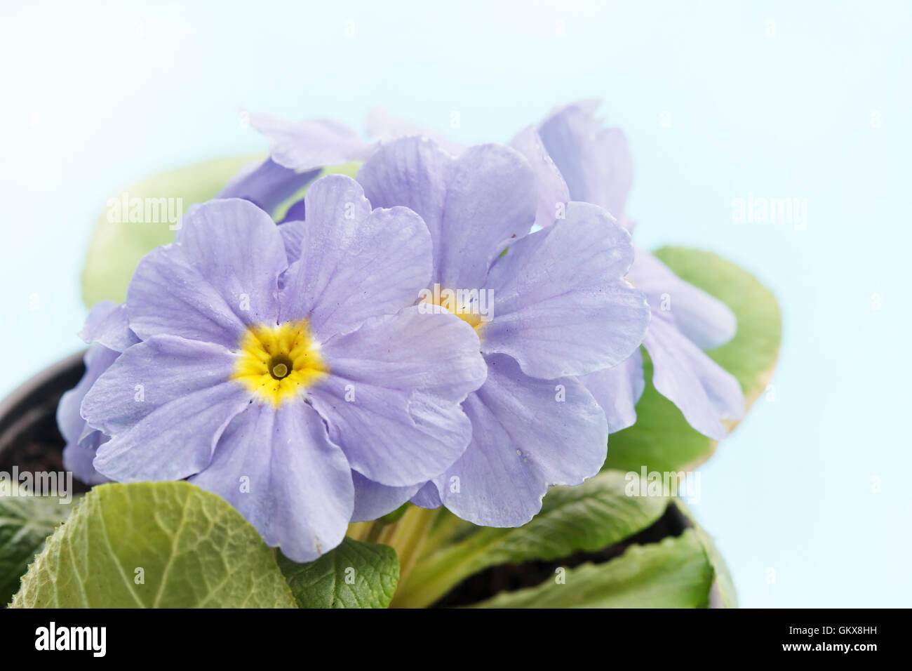 Blue primrose hi-res stock photography and images - Alamy