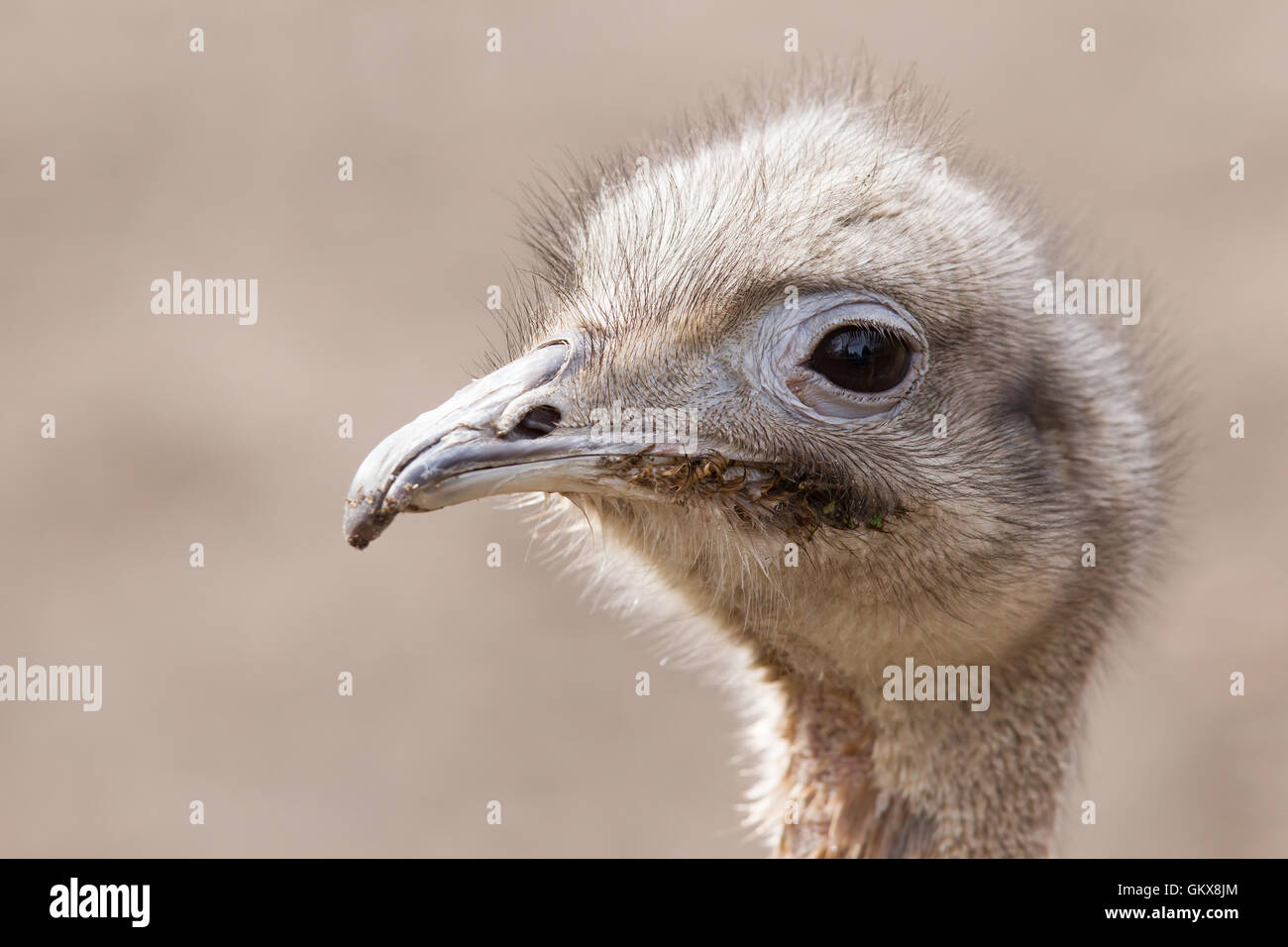 Darwin's Rhea (Rhea pennata Stock Photo - Alamy