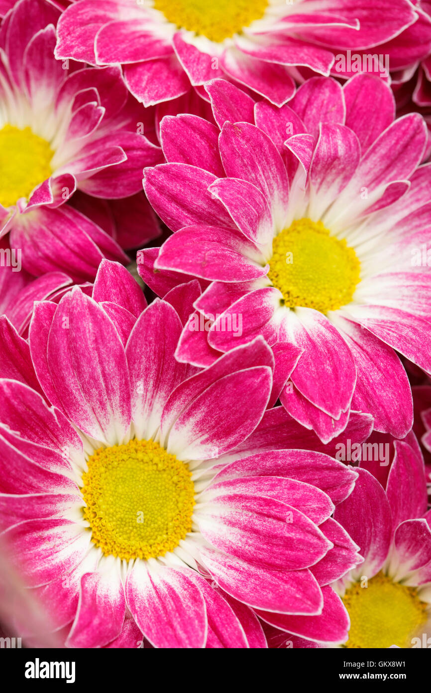 How to grow chrysanthemums hi-res stock photography and images - Alamy