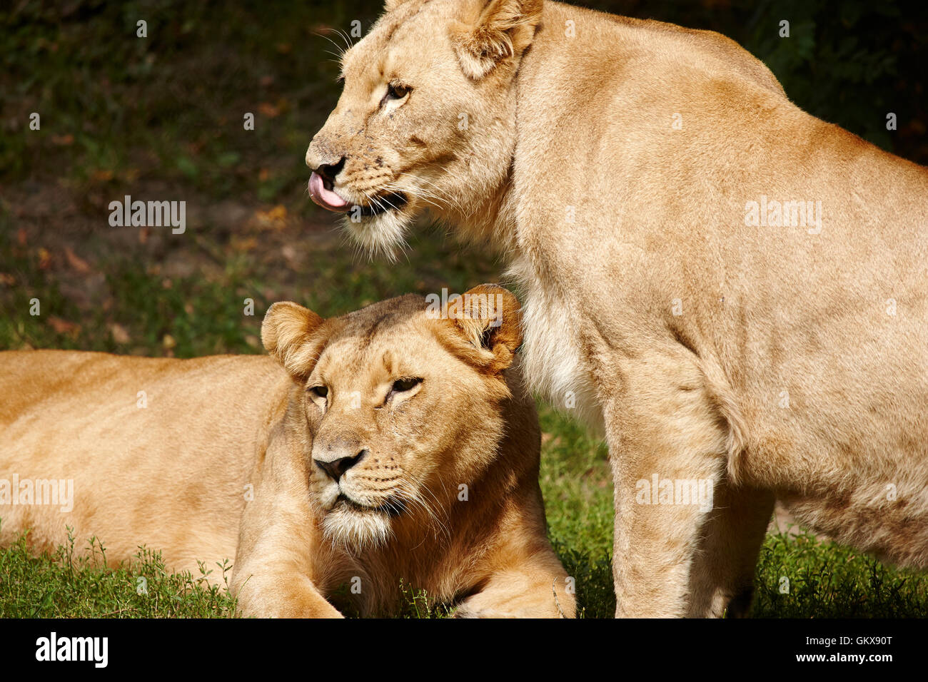 Two lionesses serengeti national park hi-res stock photography and ...