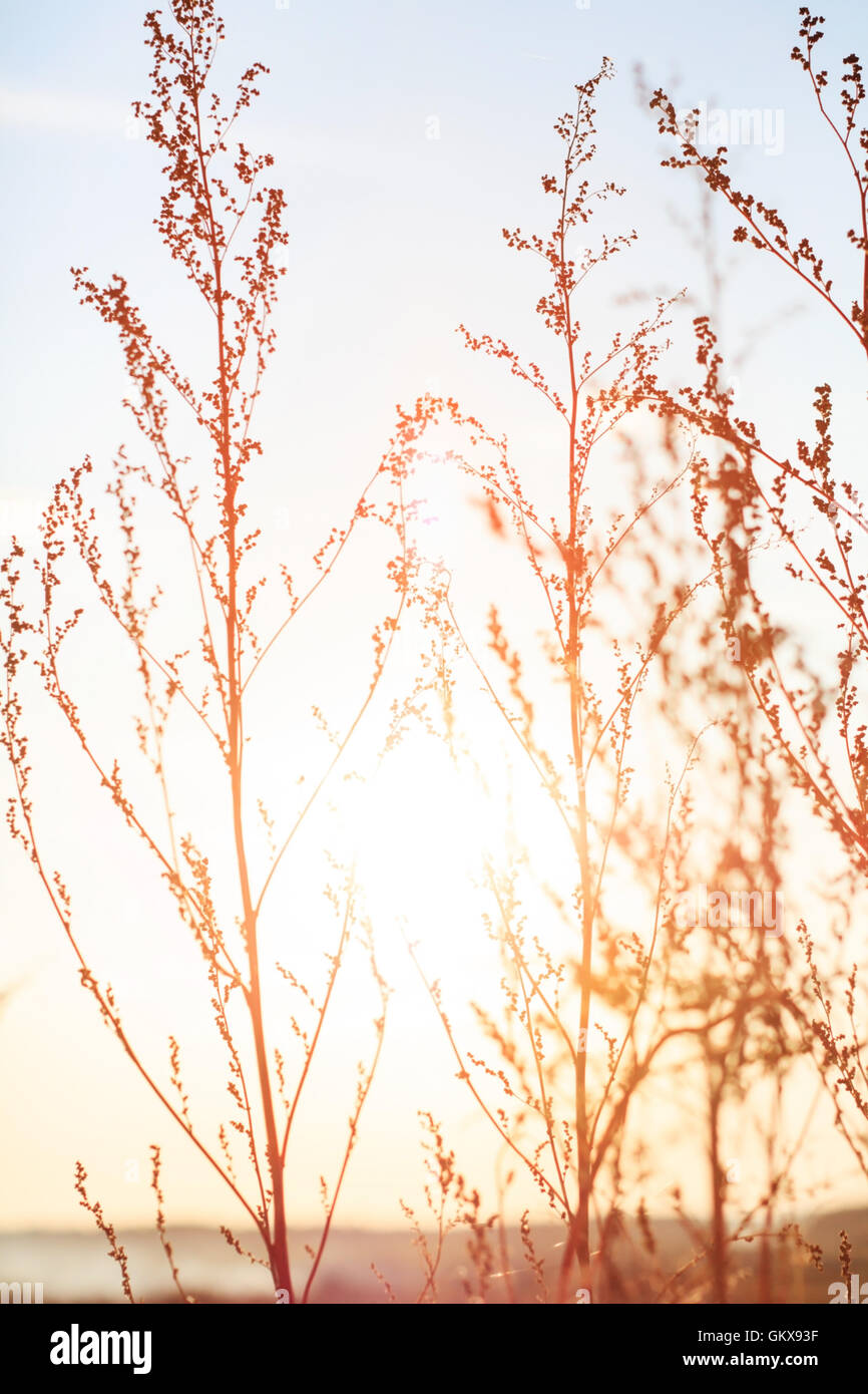 summer plants at sunset light Stock Photo - Alamy